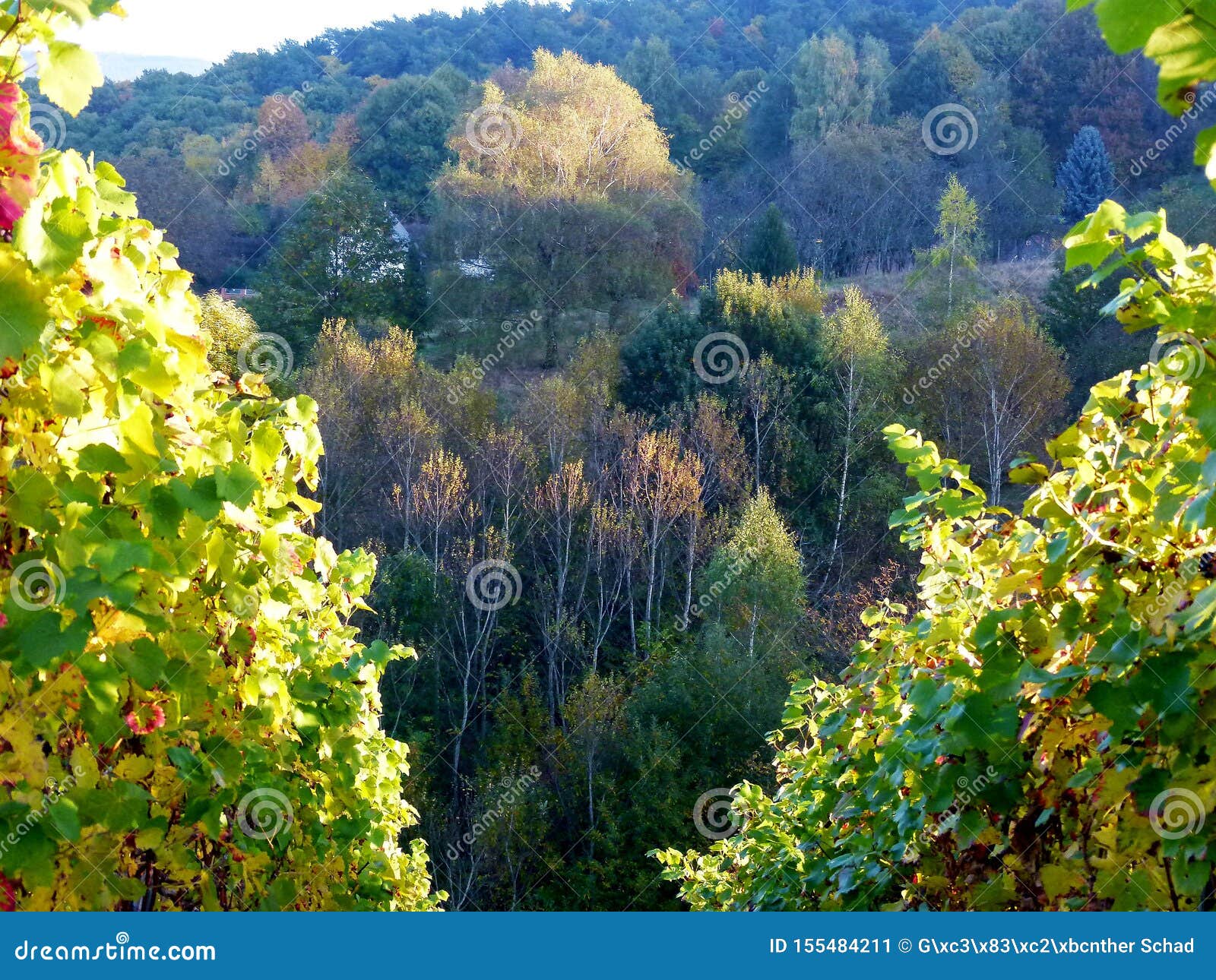 Grape Vines in Autumn Colors with Autumn Forest in the Background 2 ...