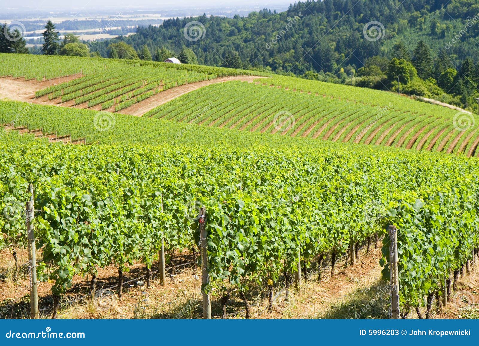 Grape Vines Dundee Hills stock image. Image of hill, season - 5996203