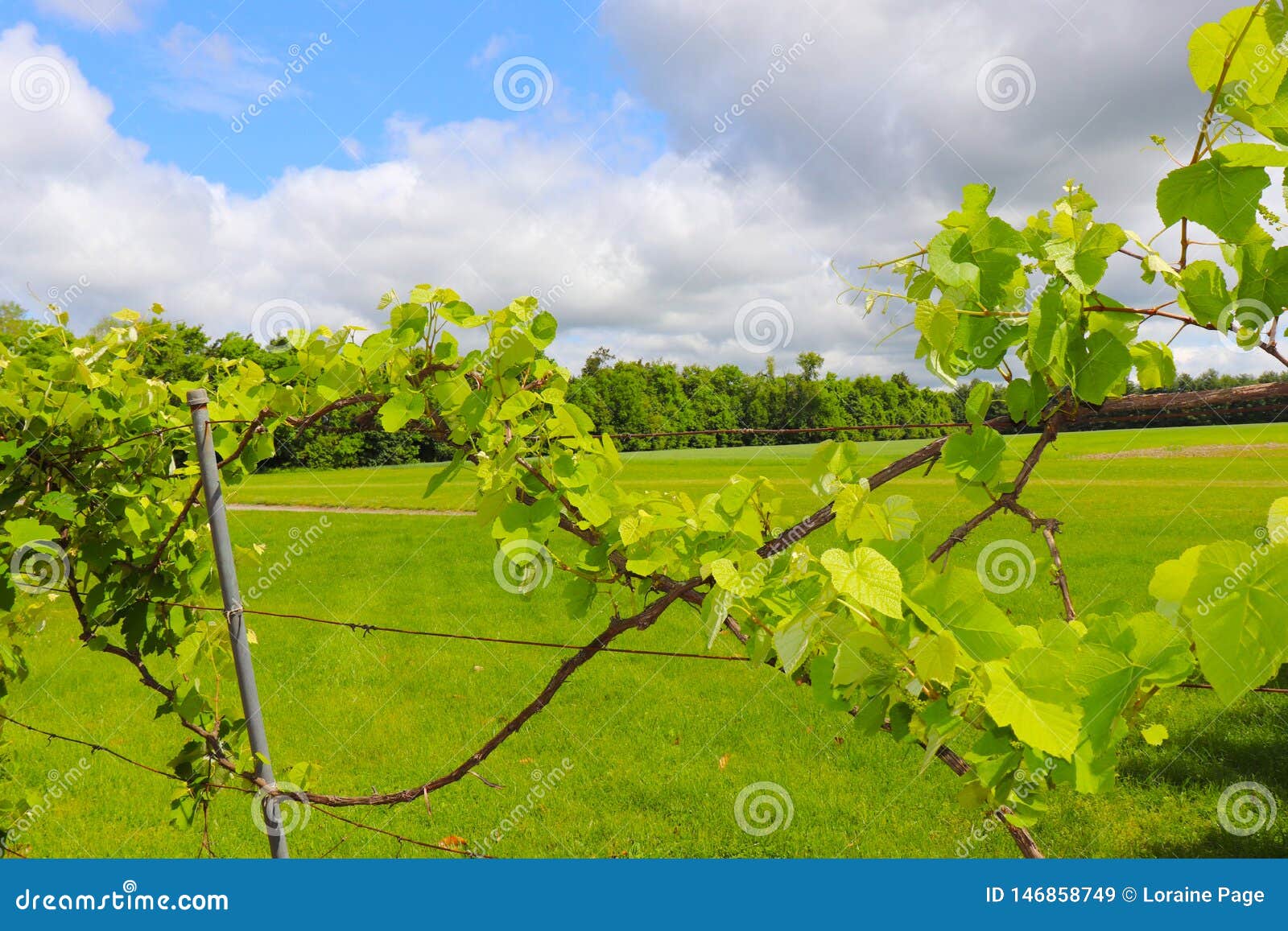 Grape Vines Early in the Vineyard Season Stock Image - Image of still ...