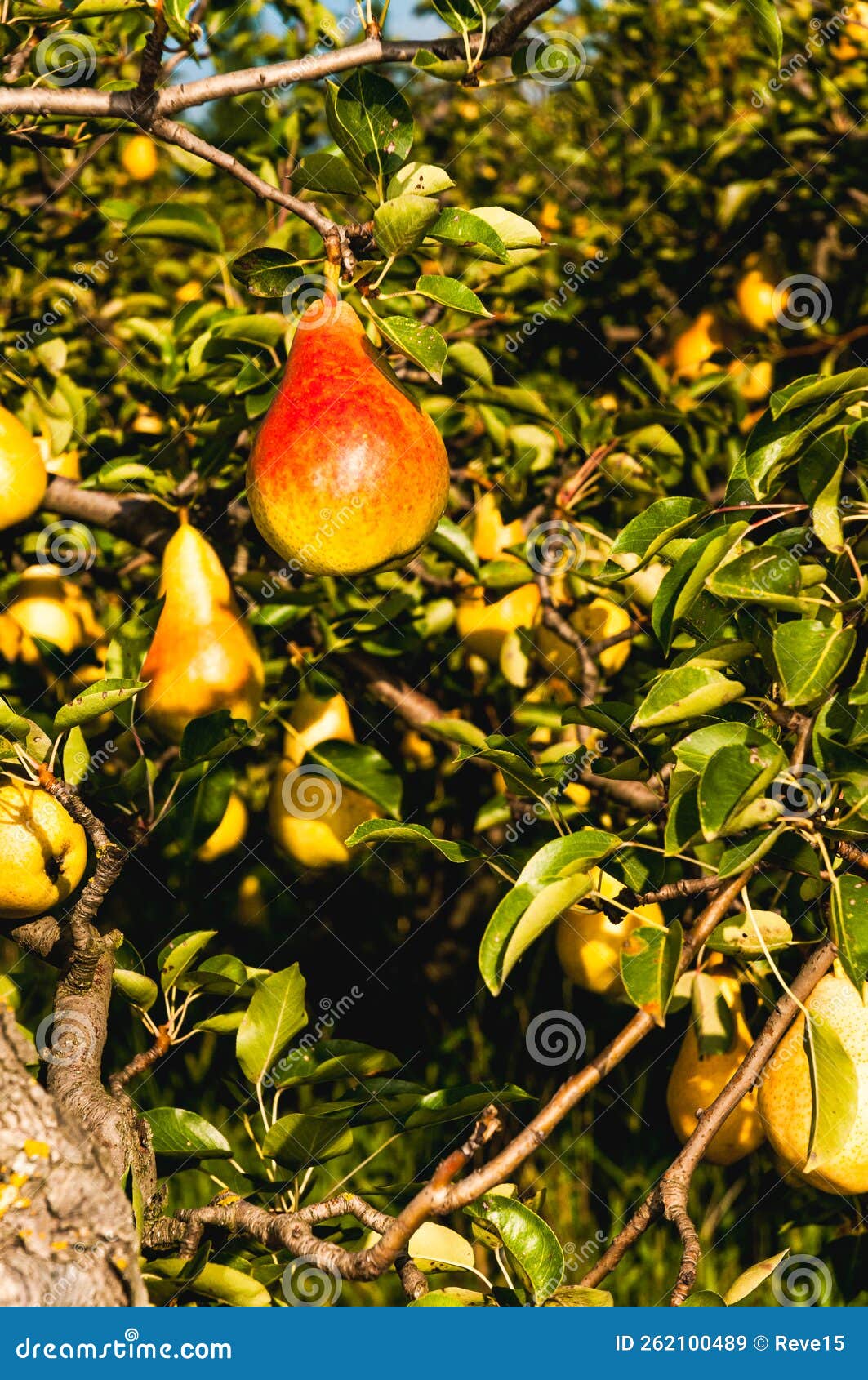 Grape Vines and Fruit Ready for Harvest Stock Image - Image of fruit ...