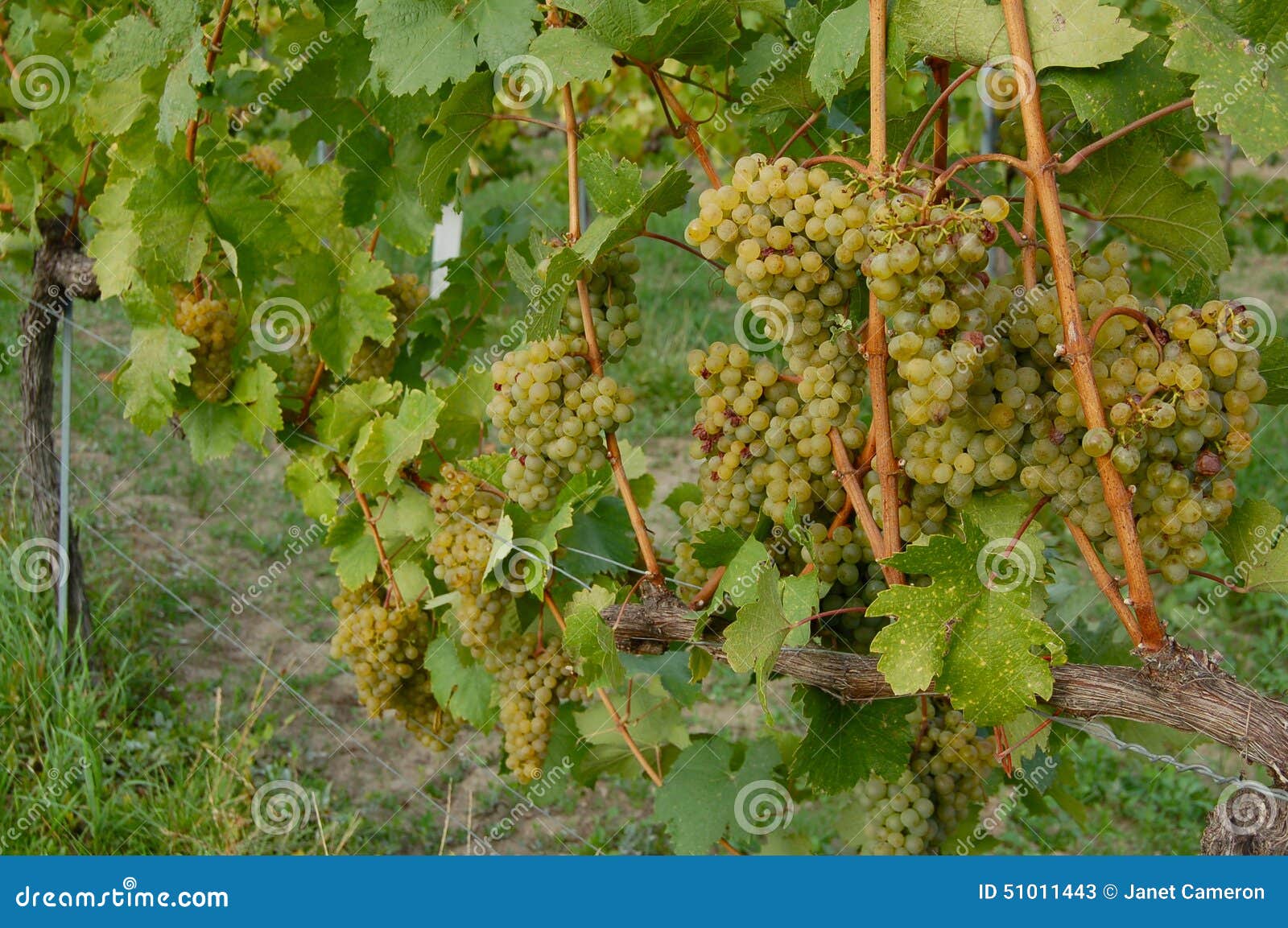 Grape vines stock image. Image of leaves, clusters, grapevine - 51011443
