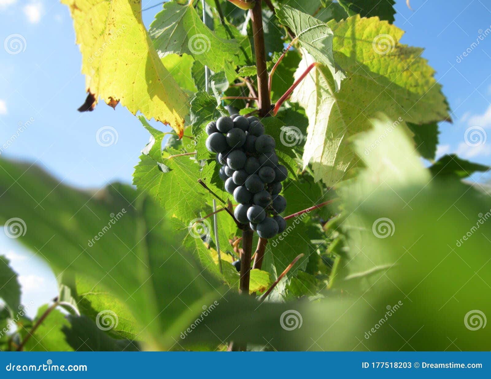 Grape Vines at Harvest Time Stock Image - Image of fruin, september ...