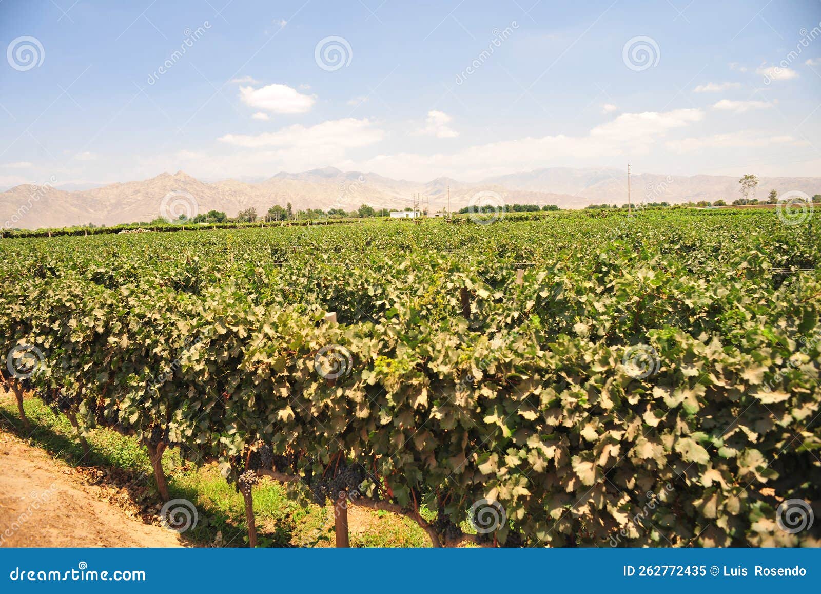 Grape Vines in Ica, Peru Used To Make Pisco Stock Image - Image of ...