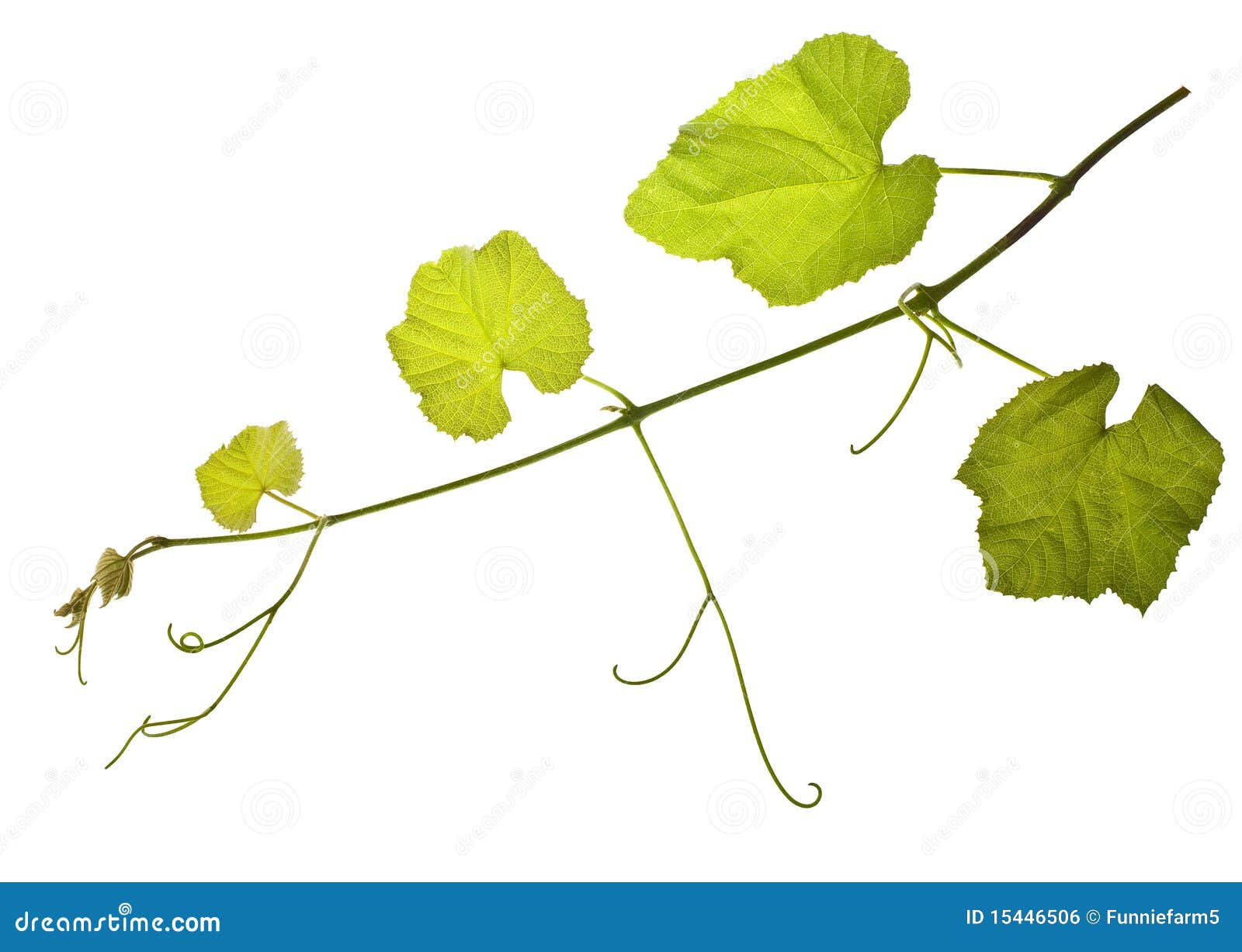 Grape vines isolated stock photo. Image of growing, grapevine - 15446506