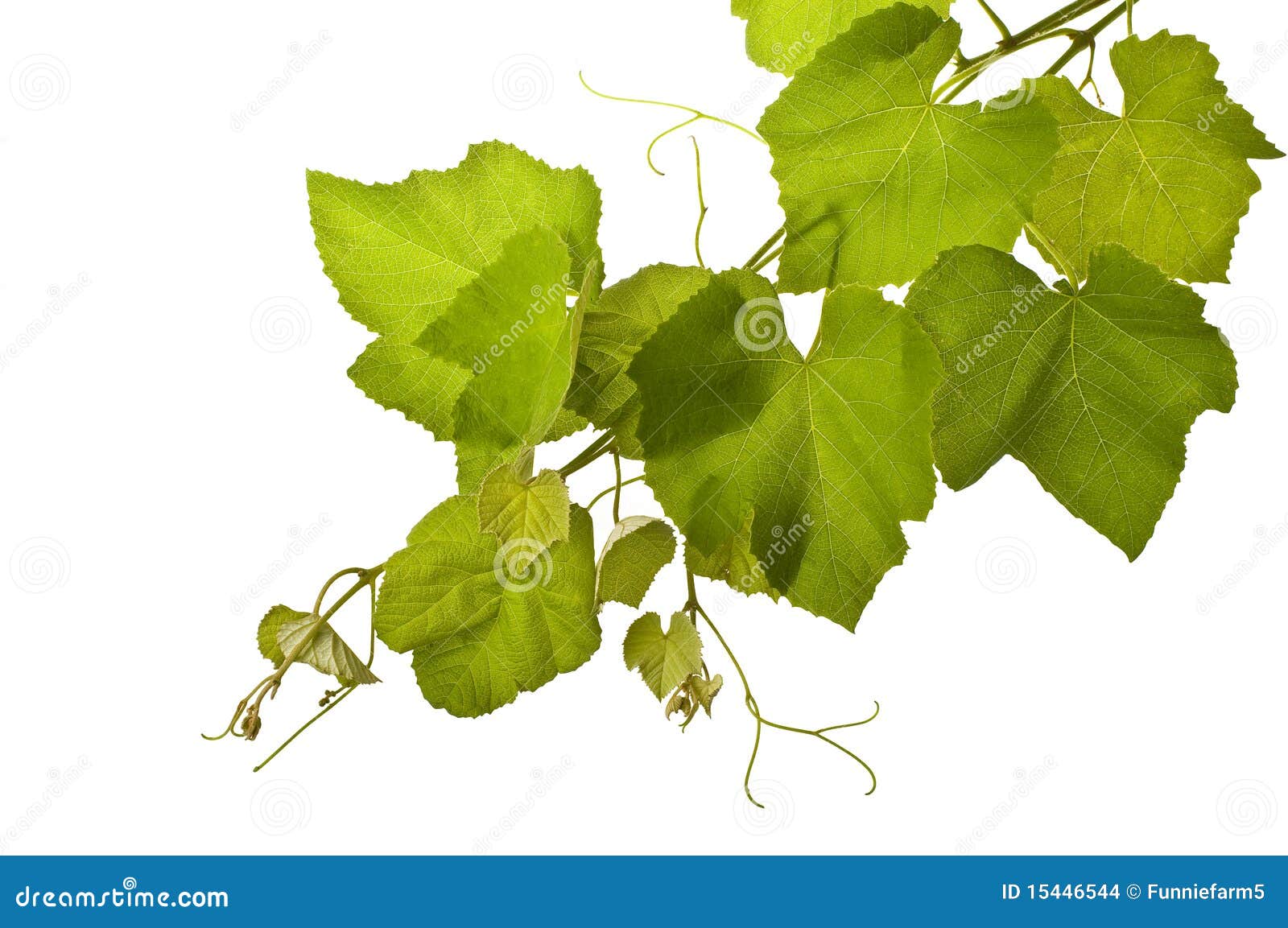 Grape vines isolated stock photo. Image of seasonal, grapevine - 15446544