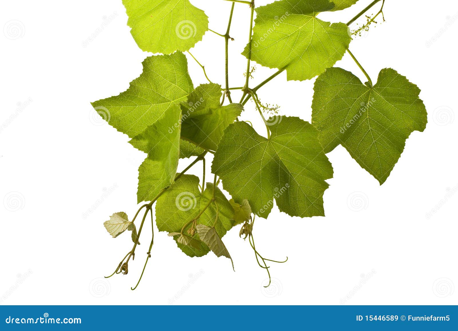 Grape vines isolated stock image. Image of farming, rural - 15446589
