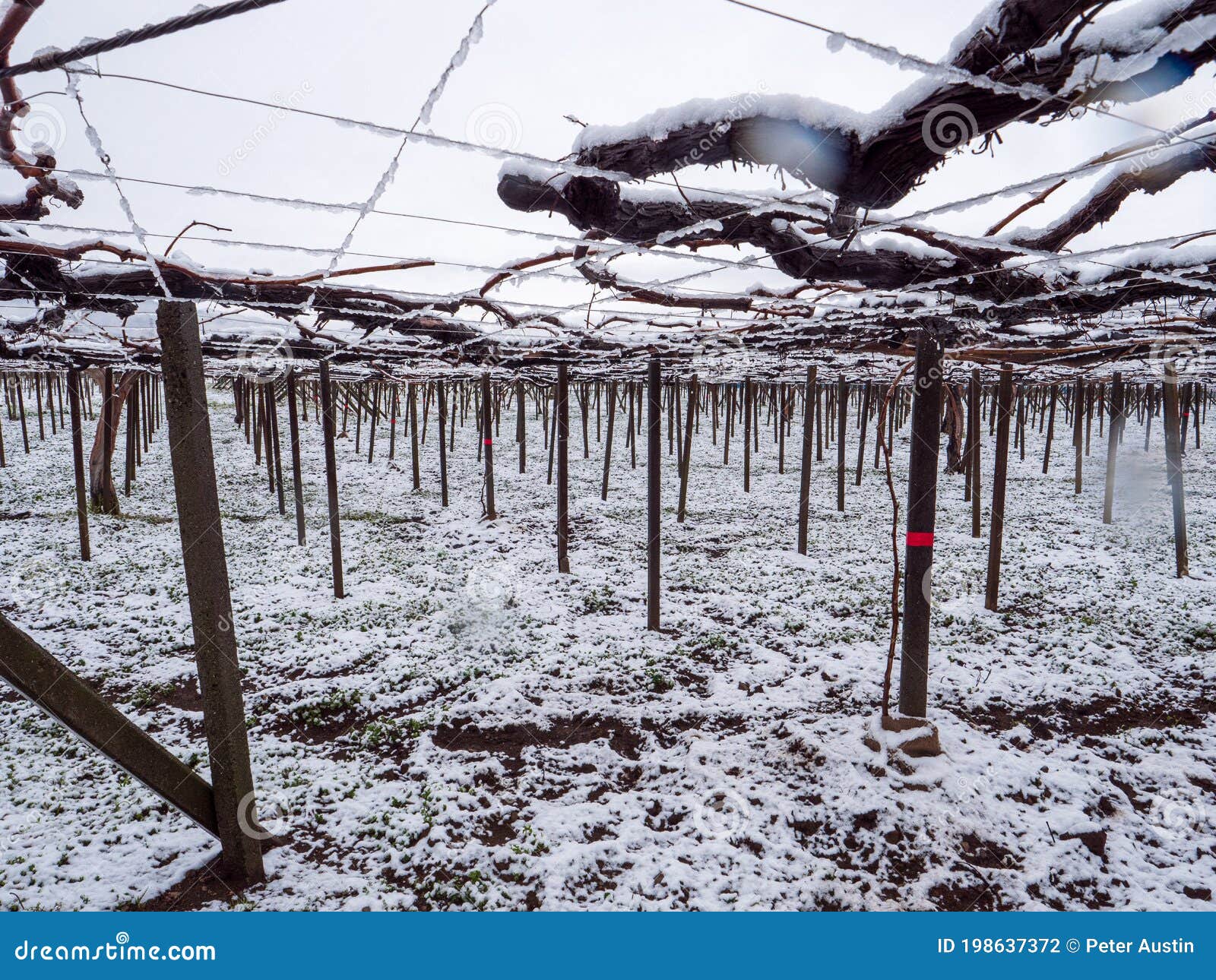 Grape Vines in the Japanese Spring after a Sudden and Rare Snowstorm ...
