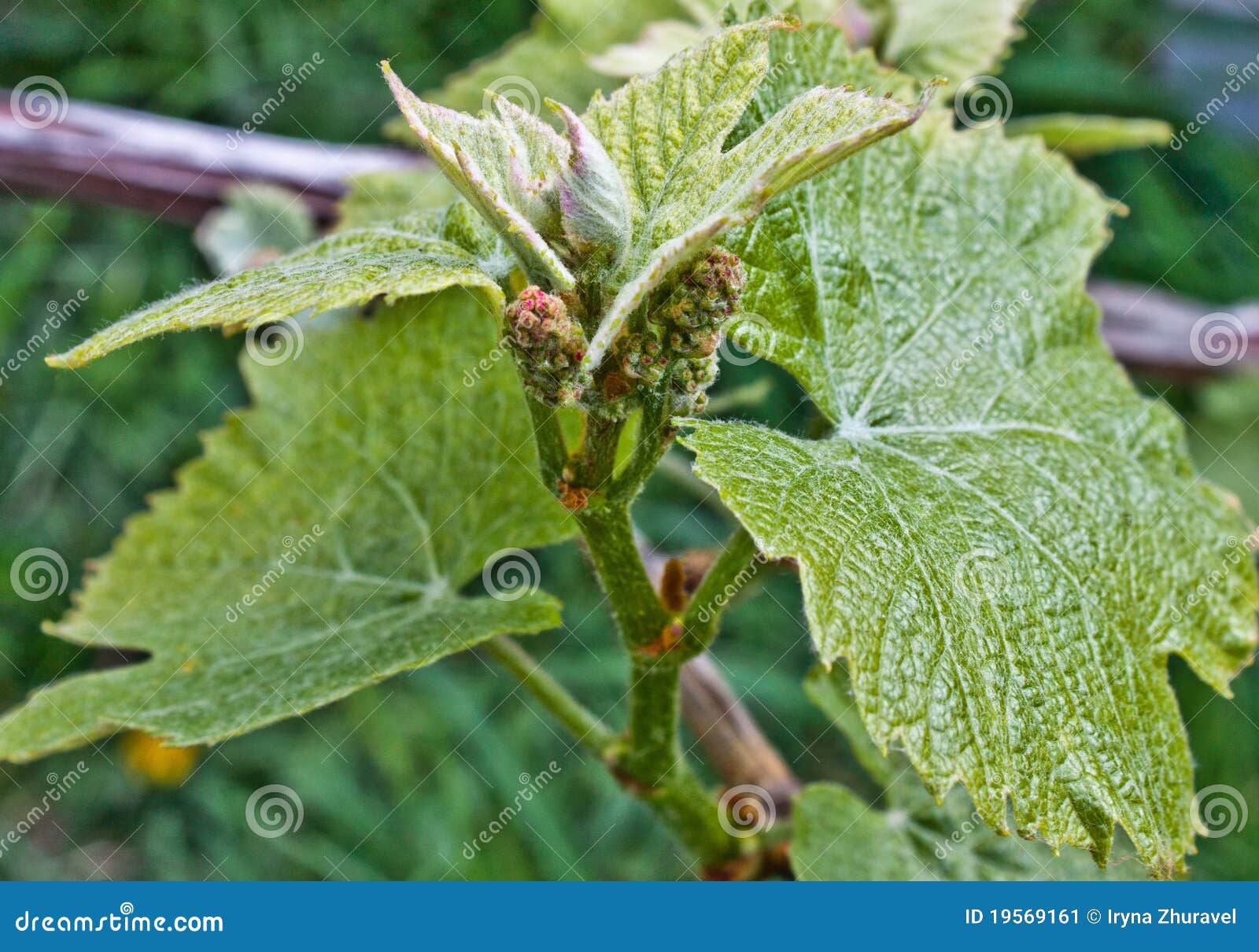 Grape vines leaves stock image. Image of agriculture - 19569161