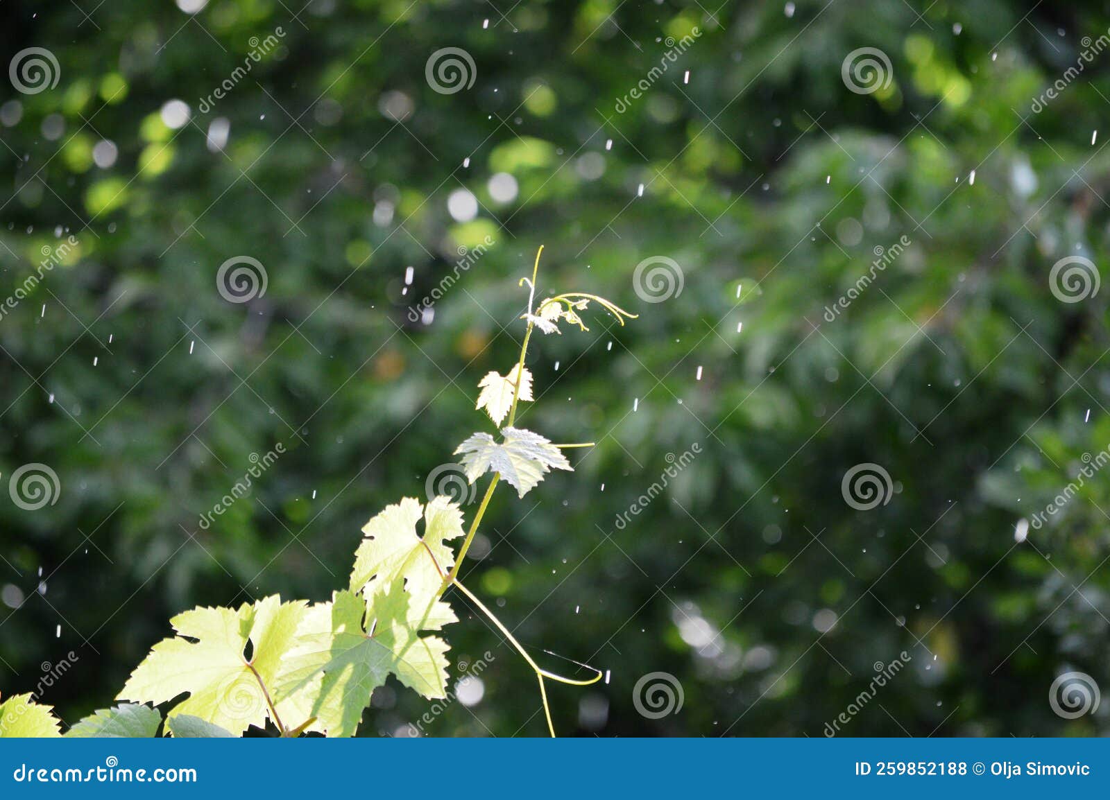 Grape Vines in the Light Spring Rain Stock Photo - Image of leaf ...