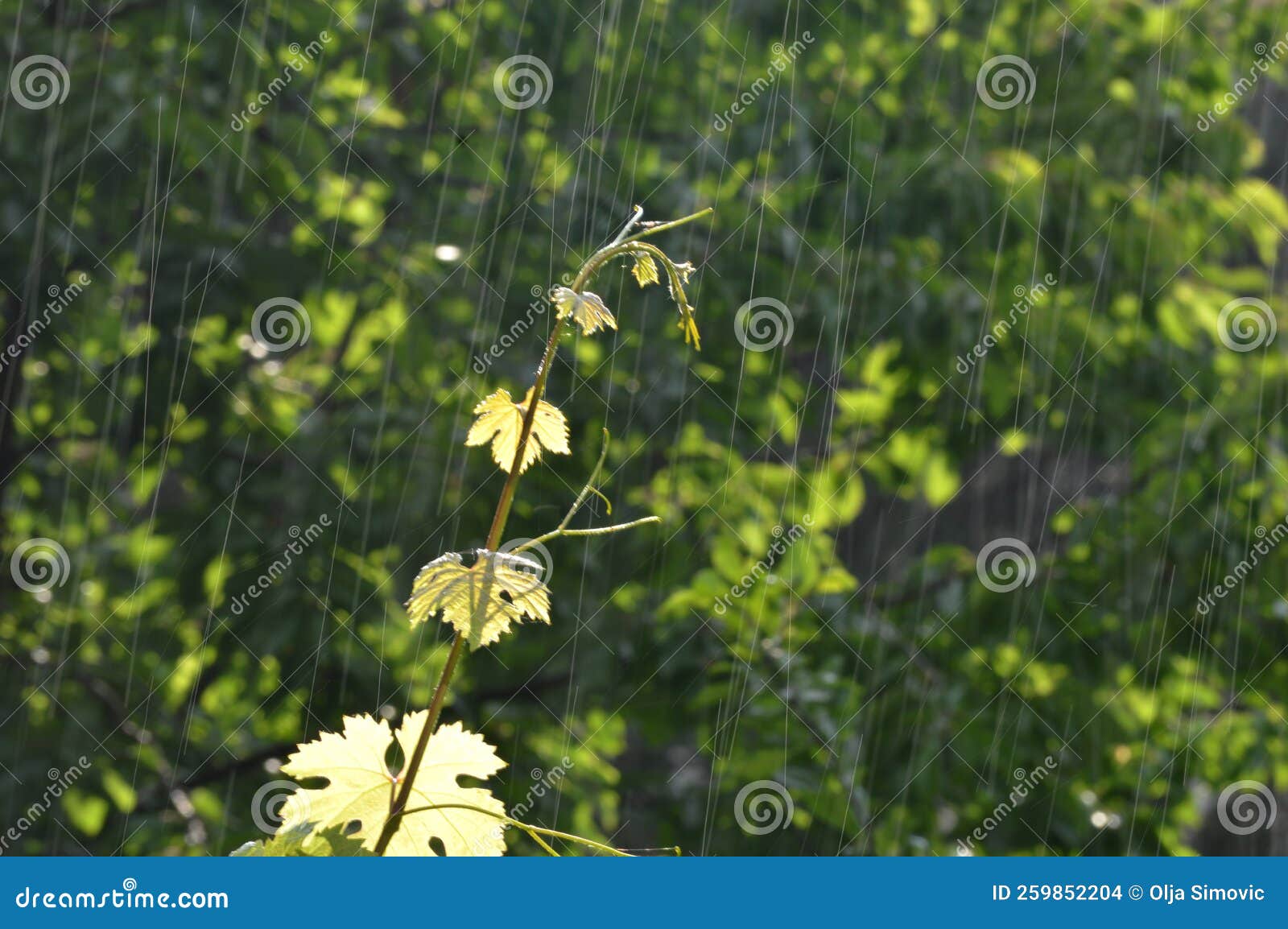 Grape Vines in the Light Spring Rain Stock Photo - Image of vines ...