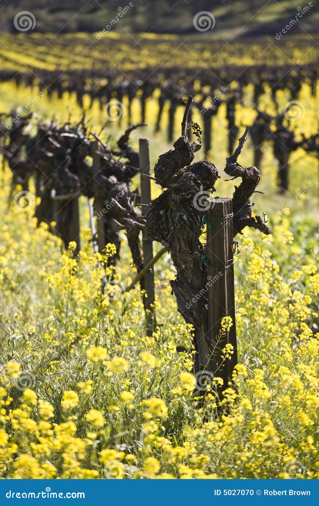 Grape Vines and Mustard Flowers, Napa Valley Stock Photo - Image of ...
