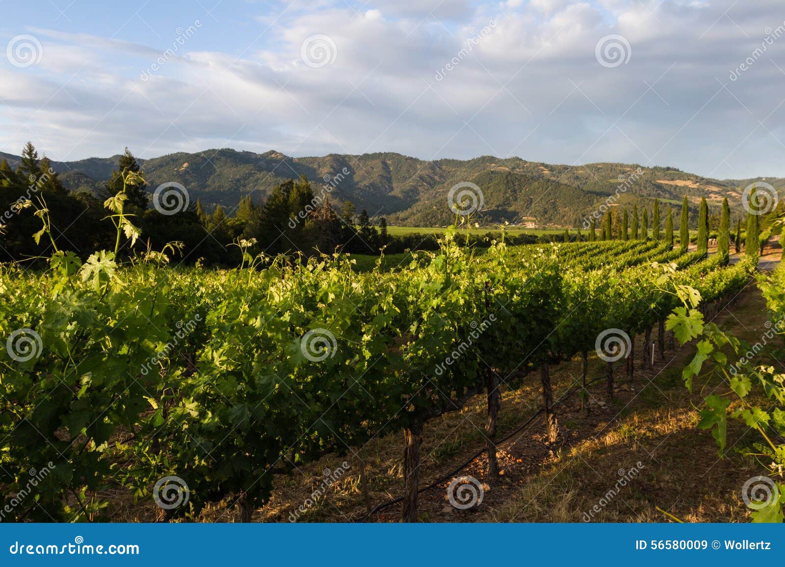 Grape vines stock image. Image of chardonay, grape, green - 56580009