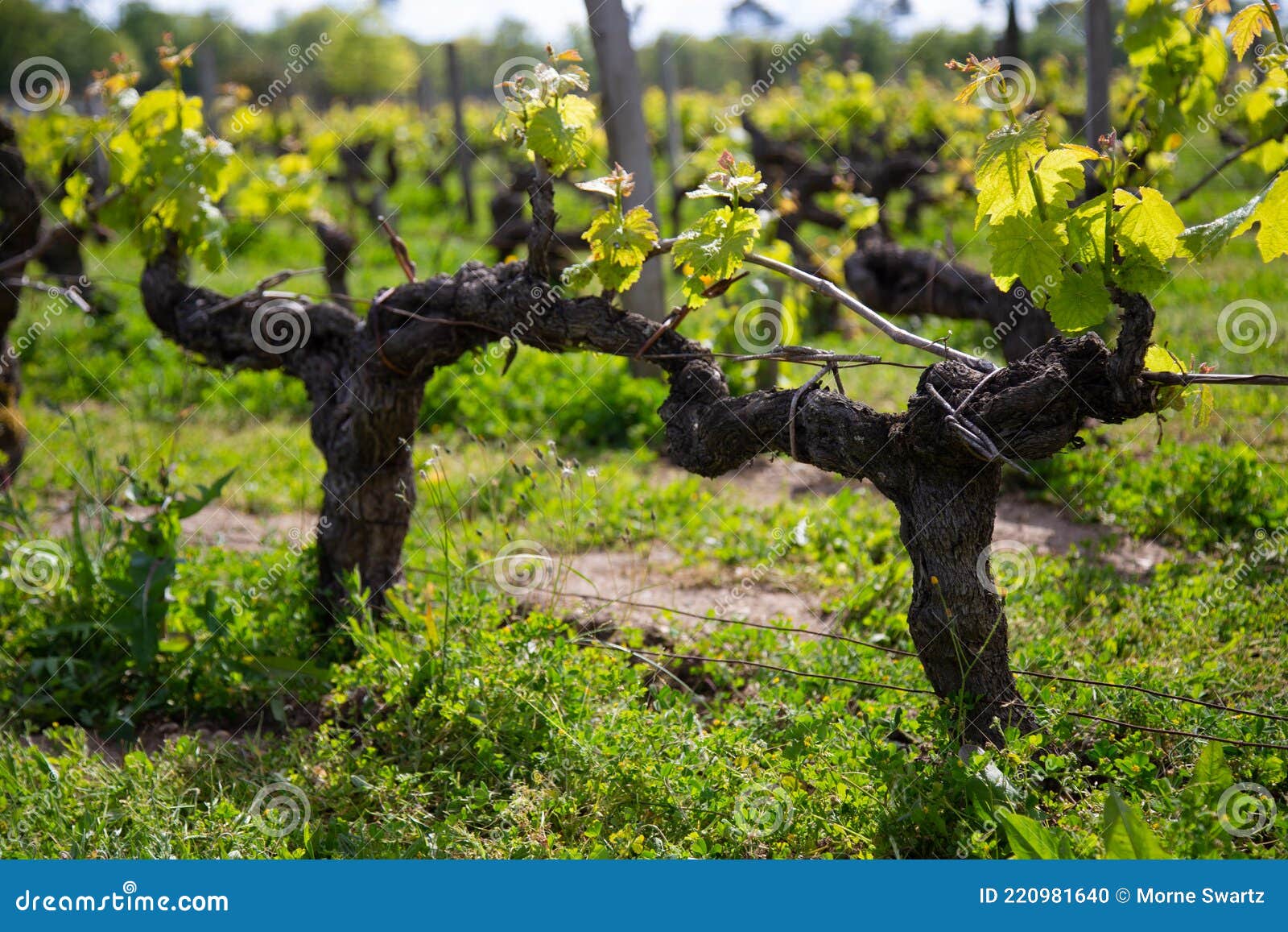 Old Grape Vines stock photo. Image of groundcover, stem - 220981640