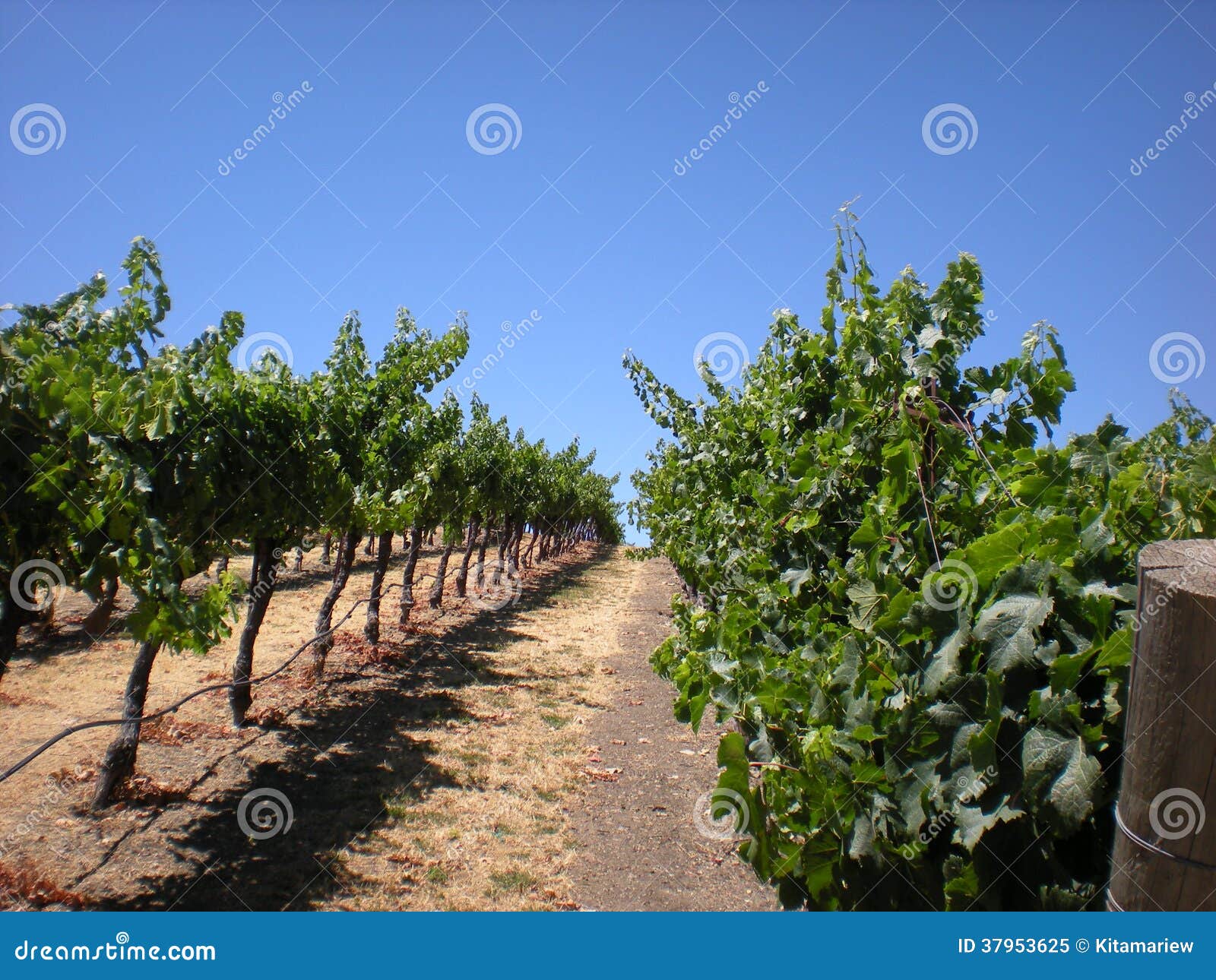 Grape Vines stock image. Image of country, wine, planting - 37953625