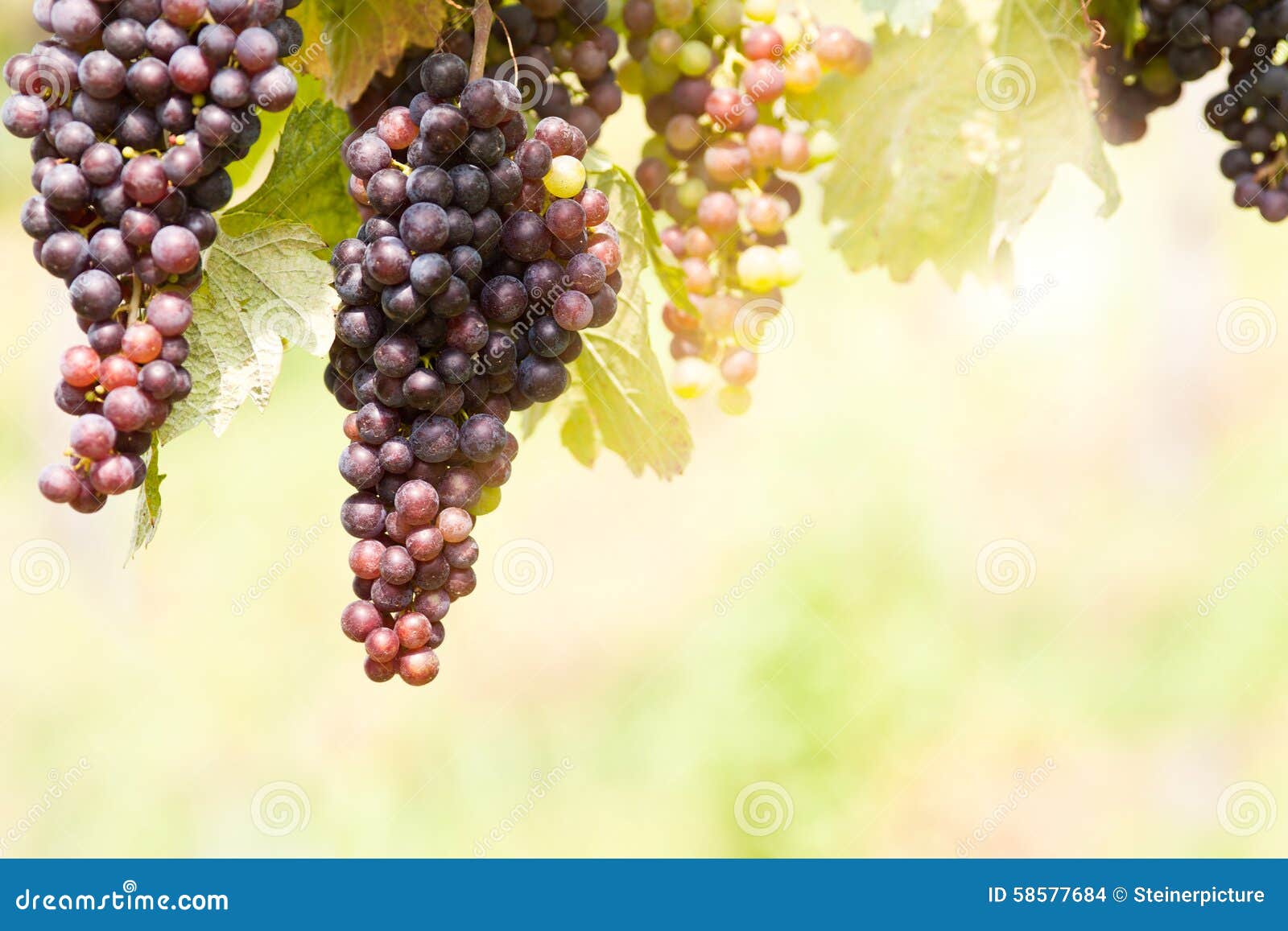 Grape vines stock photo. Image of food, autumnal, ripe - 58577684