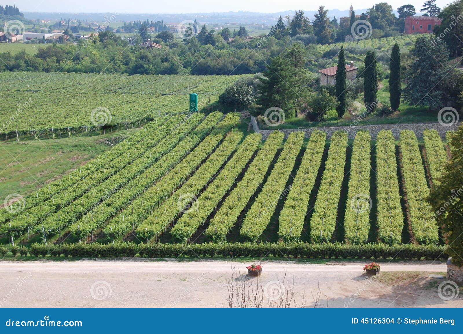 Grape Vines Rows at Winery stock photo. Image of yard - 45126304