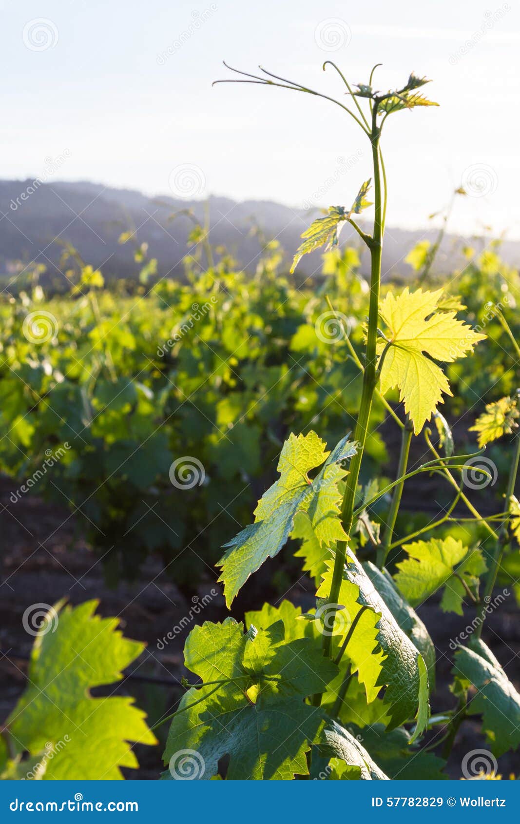 Grape vines stock image. Image of california, producer - 57782829