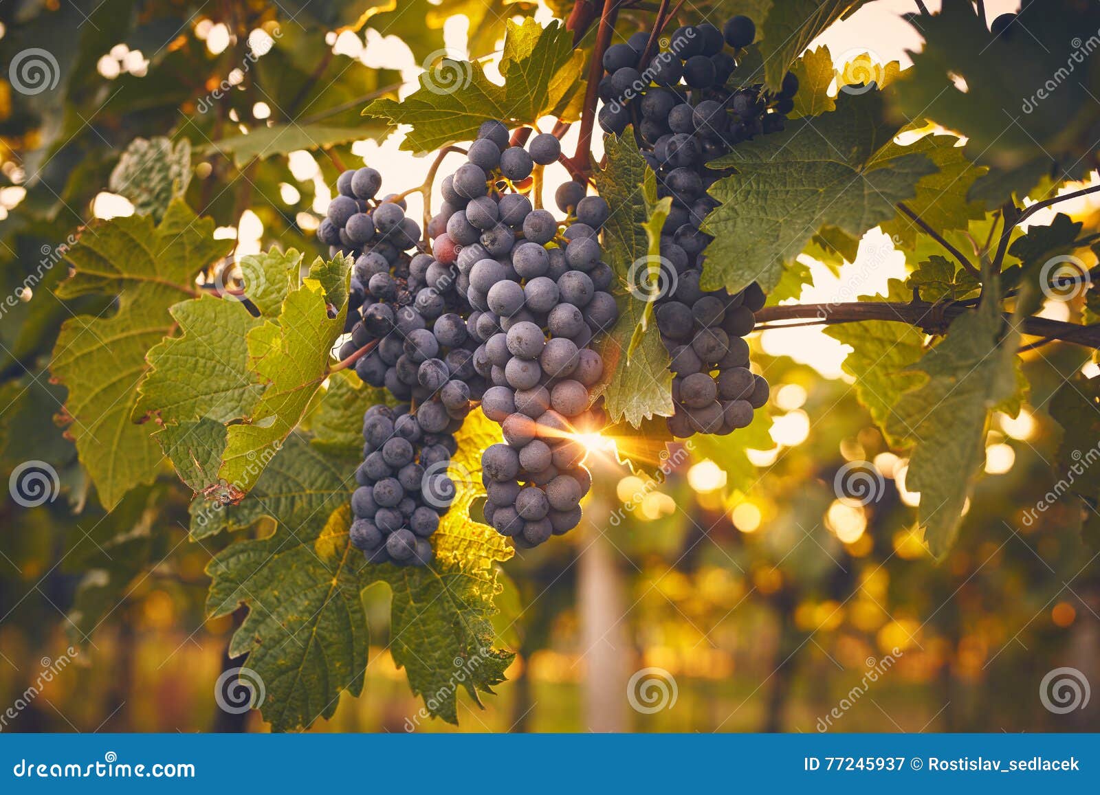 Grape vines at sunset stock image. Image of blue, colored - 77245937