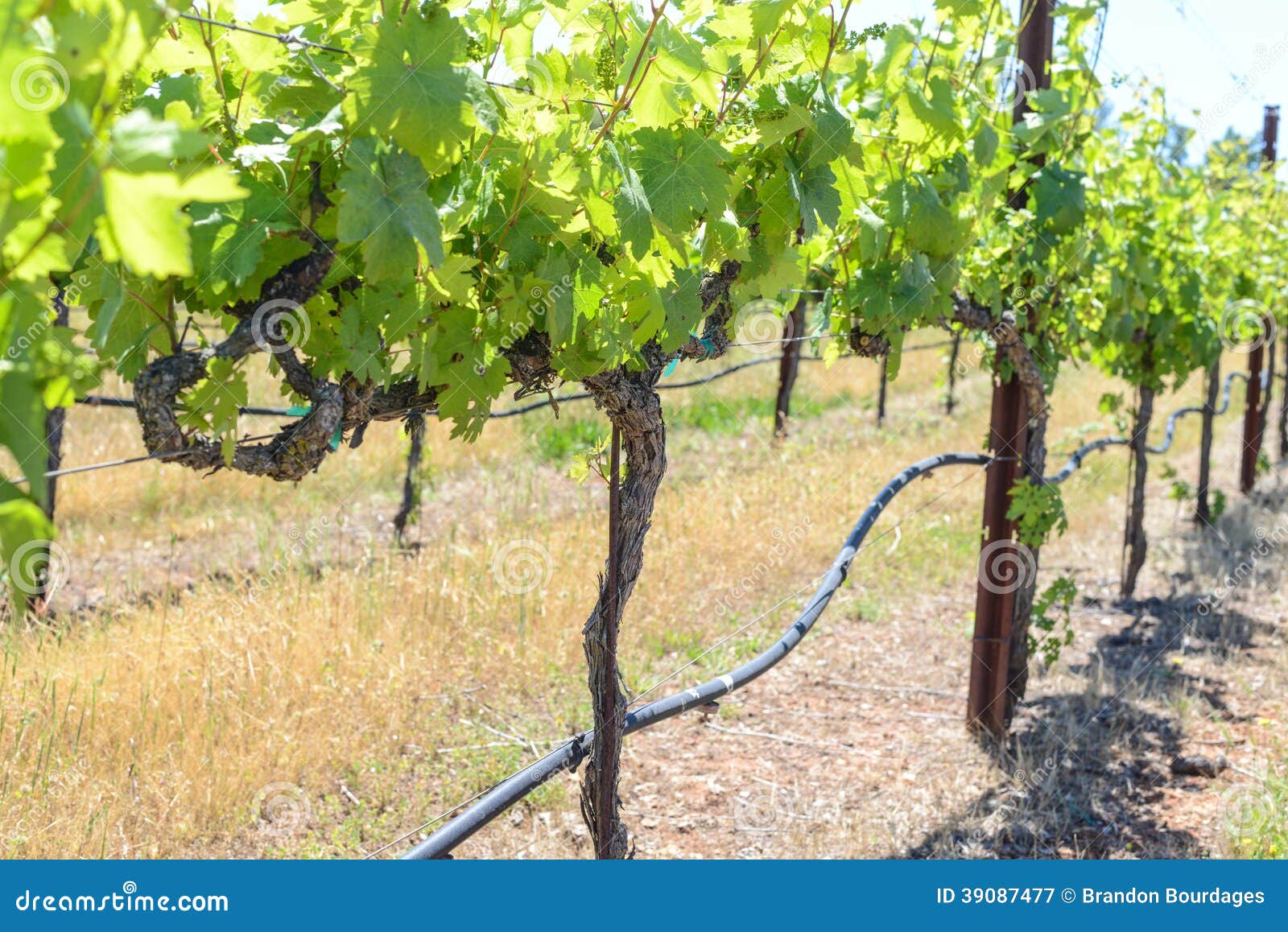 Grape Vines stock image. Image of growth, daylight, spring - 39087477