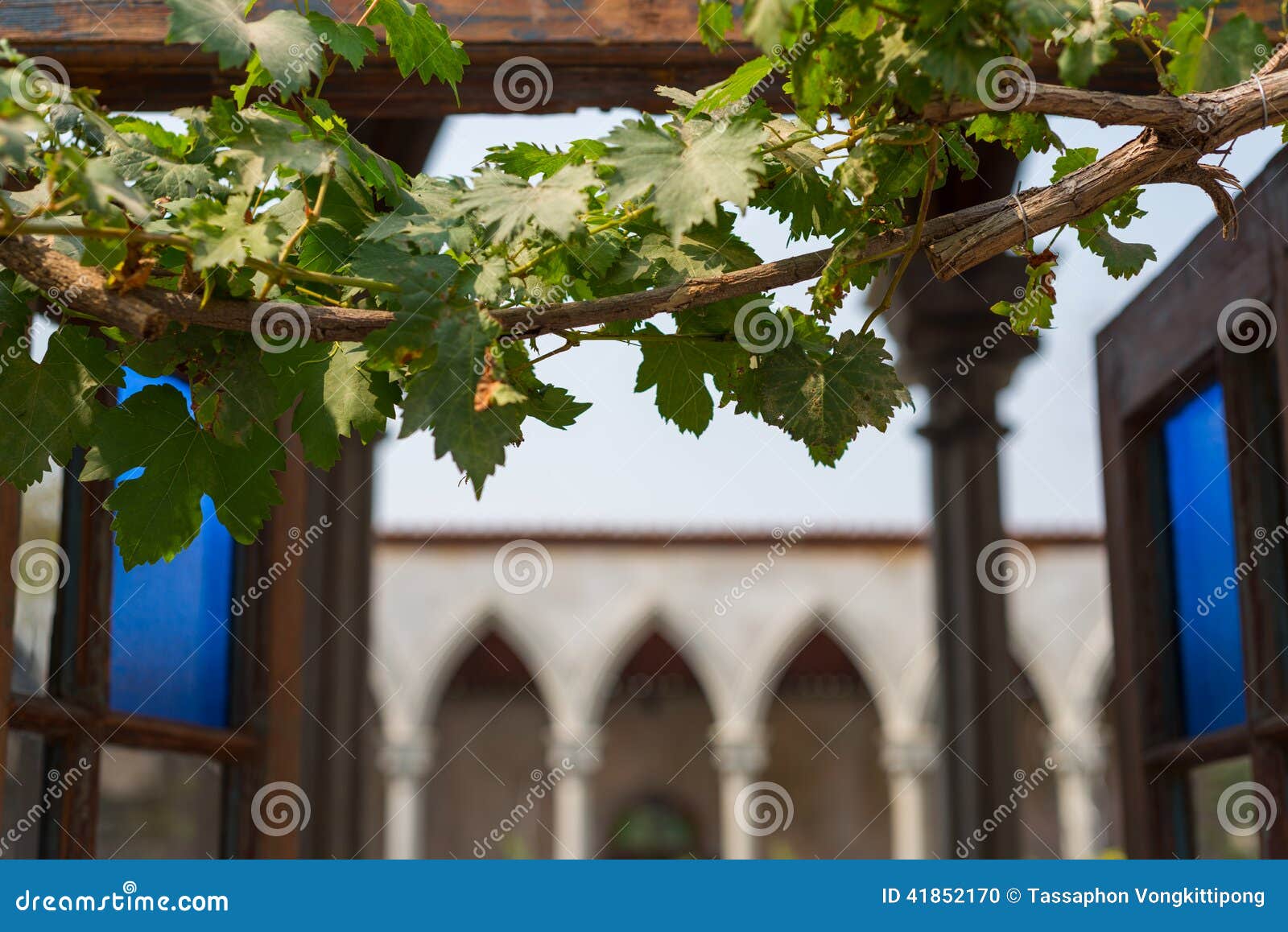 Grape vines windows stock photo. Image of hang, grape - 41852170