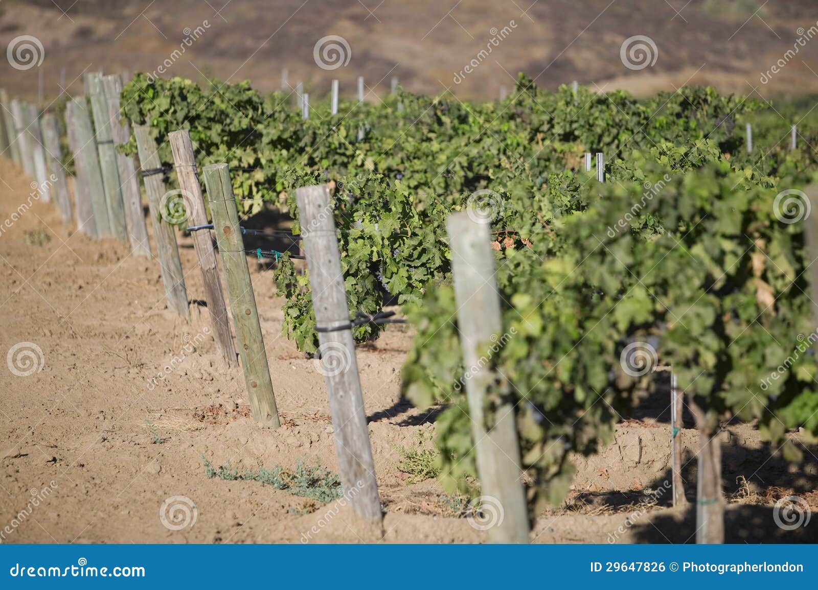 Grape Vines on a Wire Fence Stock Photo - Image of cultivate, growth ...