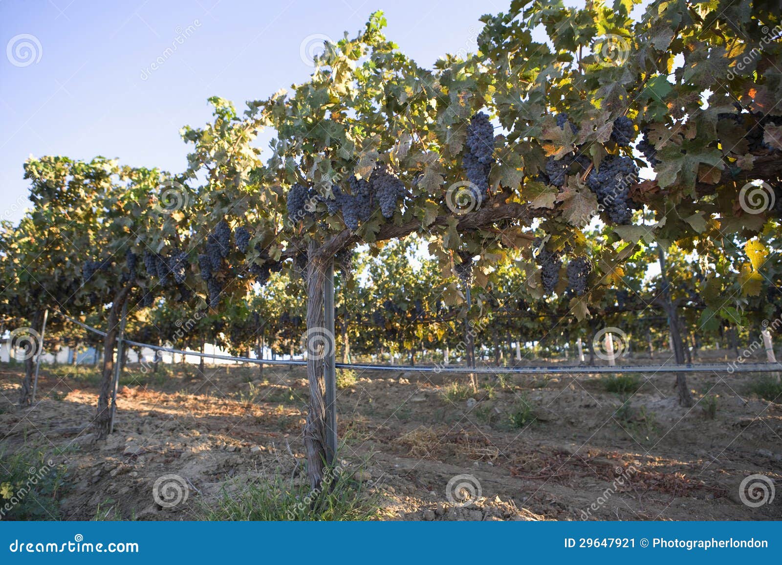 Grape Vines on a Wire Fence Post Stock Image - Image of agricultural ...
