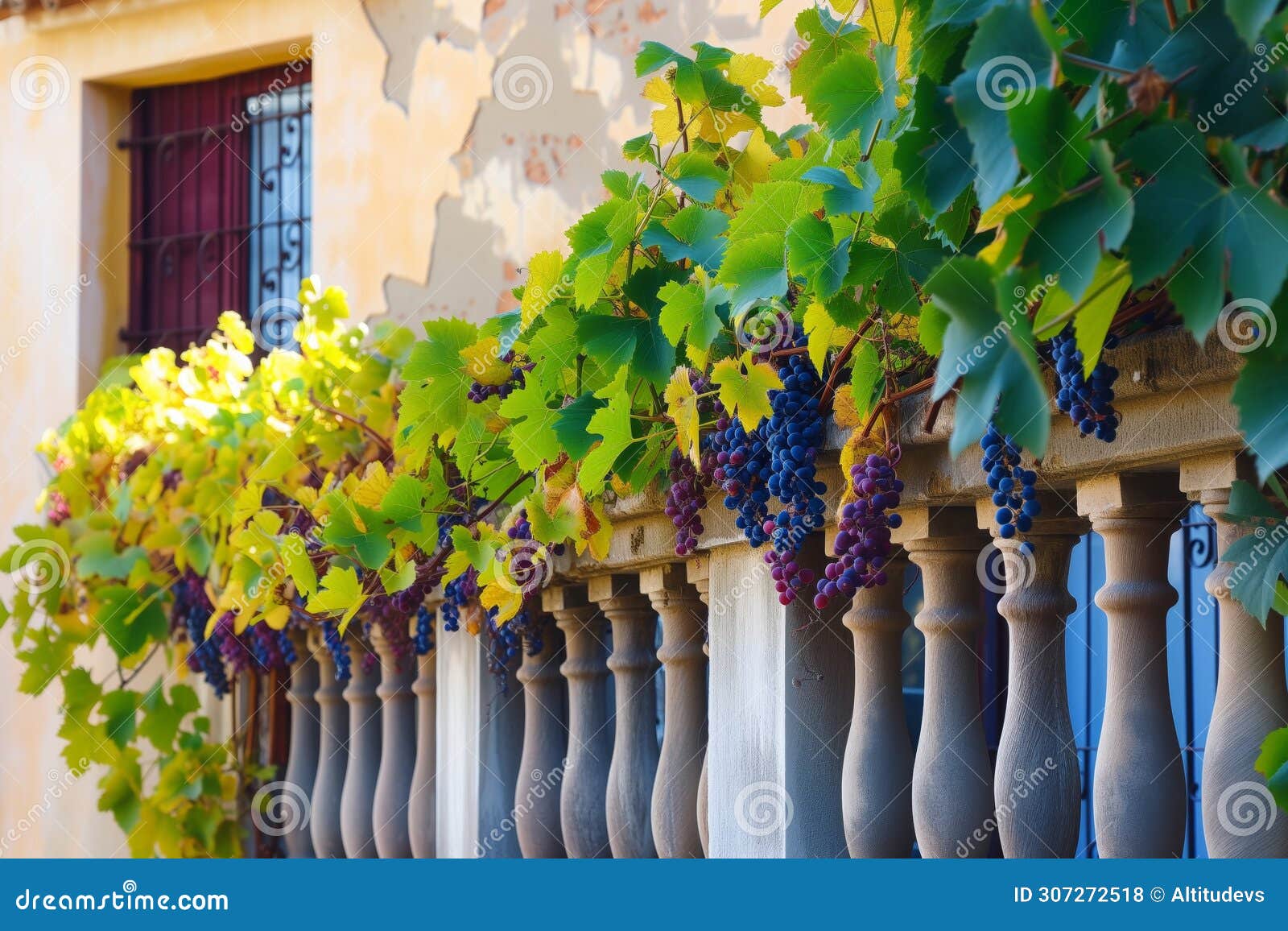 Grape Vines Wrapping Around Courtyard Balcony Railing Stock Photo ...