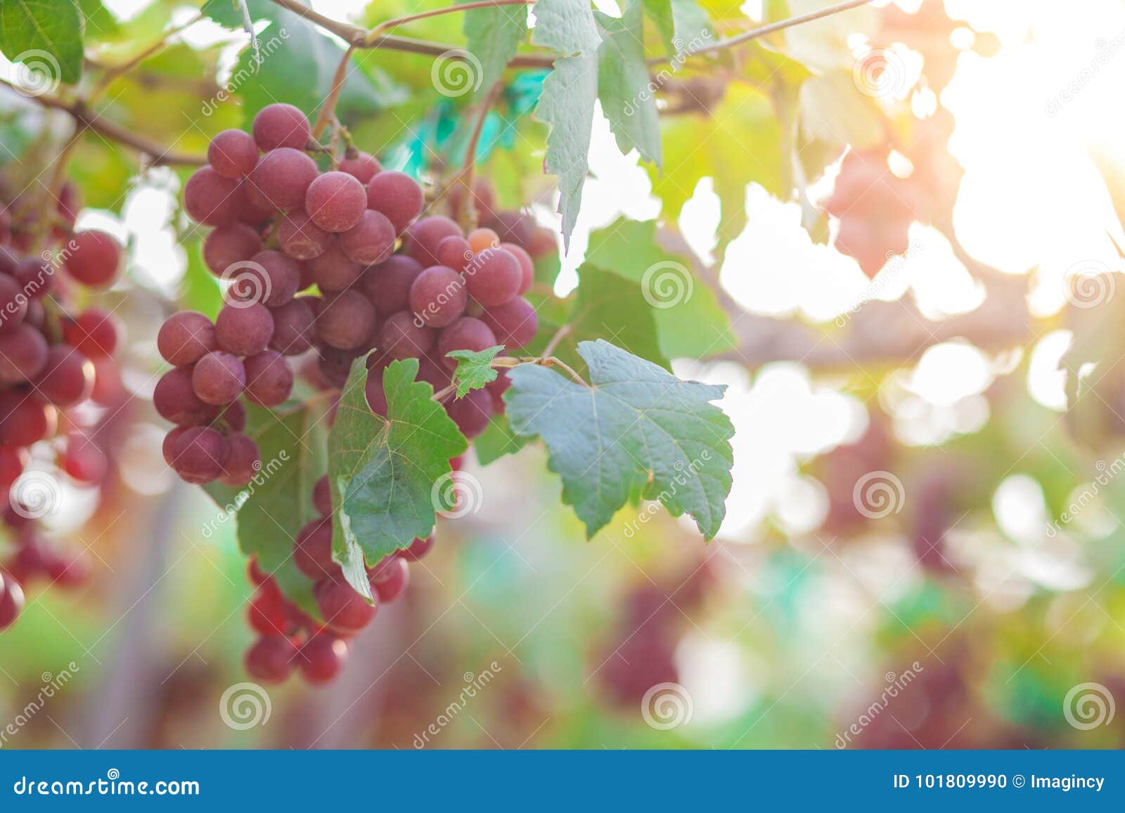Grape in vineyard stock photo. Image of sweet, sunset - 101809990
