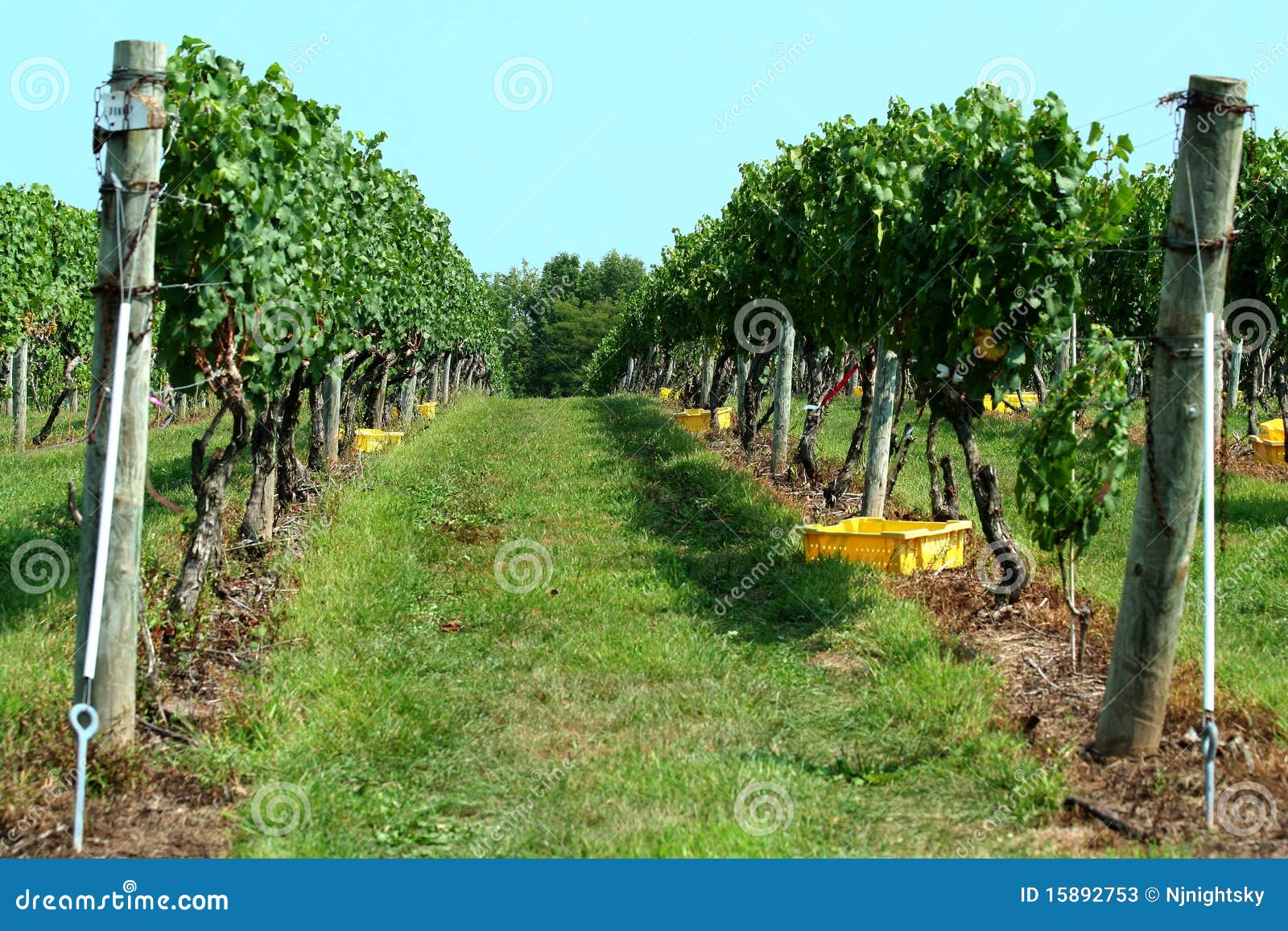 Grape vinyard row stock image. Image of agriculture, blue - 15892753