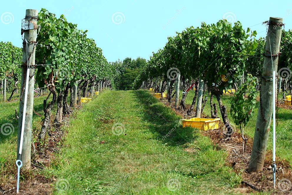 Grape vinyard row stock image. Image of agriculture, blue - 15892753