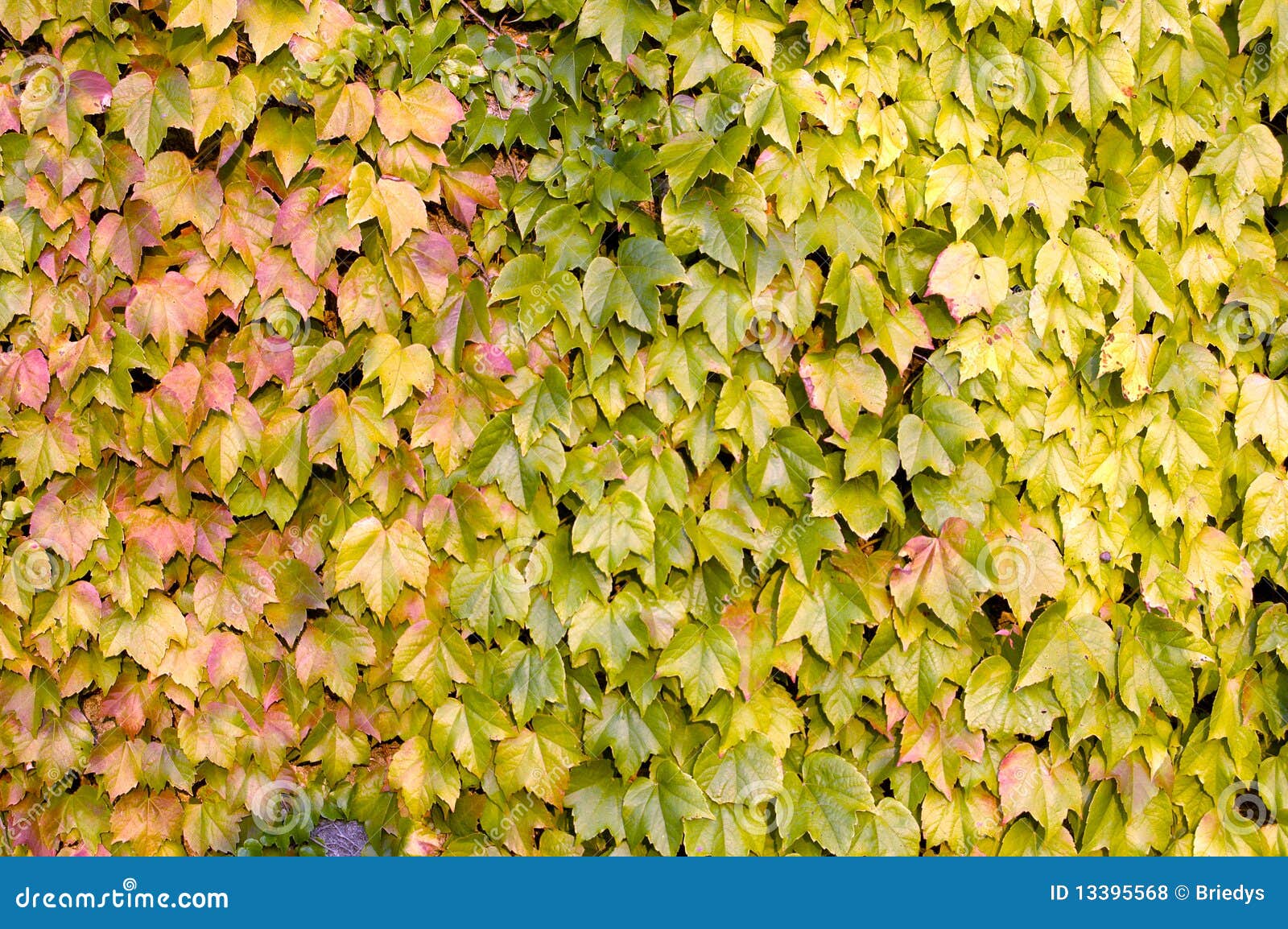 Grape wall stock photo. Image of foliage, green, nature - 13395568