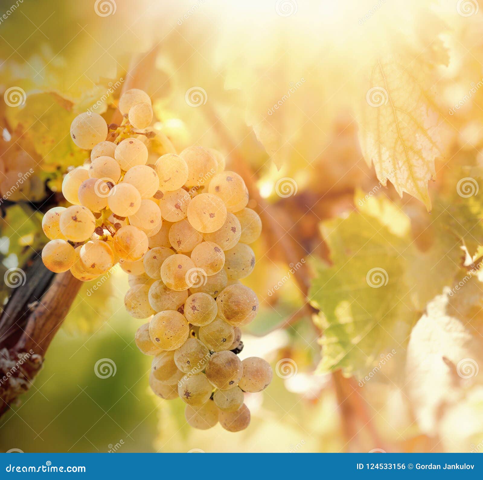 Grape, White Grape - Grape Riesling Wine Grape on Grapevine in Vineyard ...