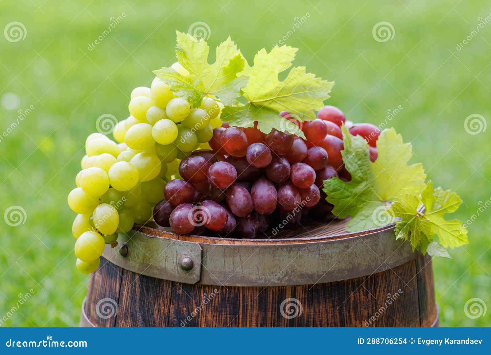 Grape on wine barrel stock photo. Image of viticulture - 288706254