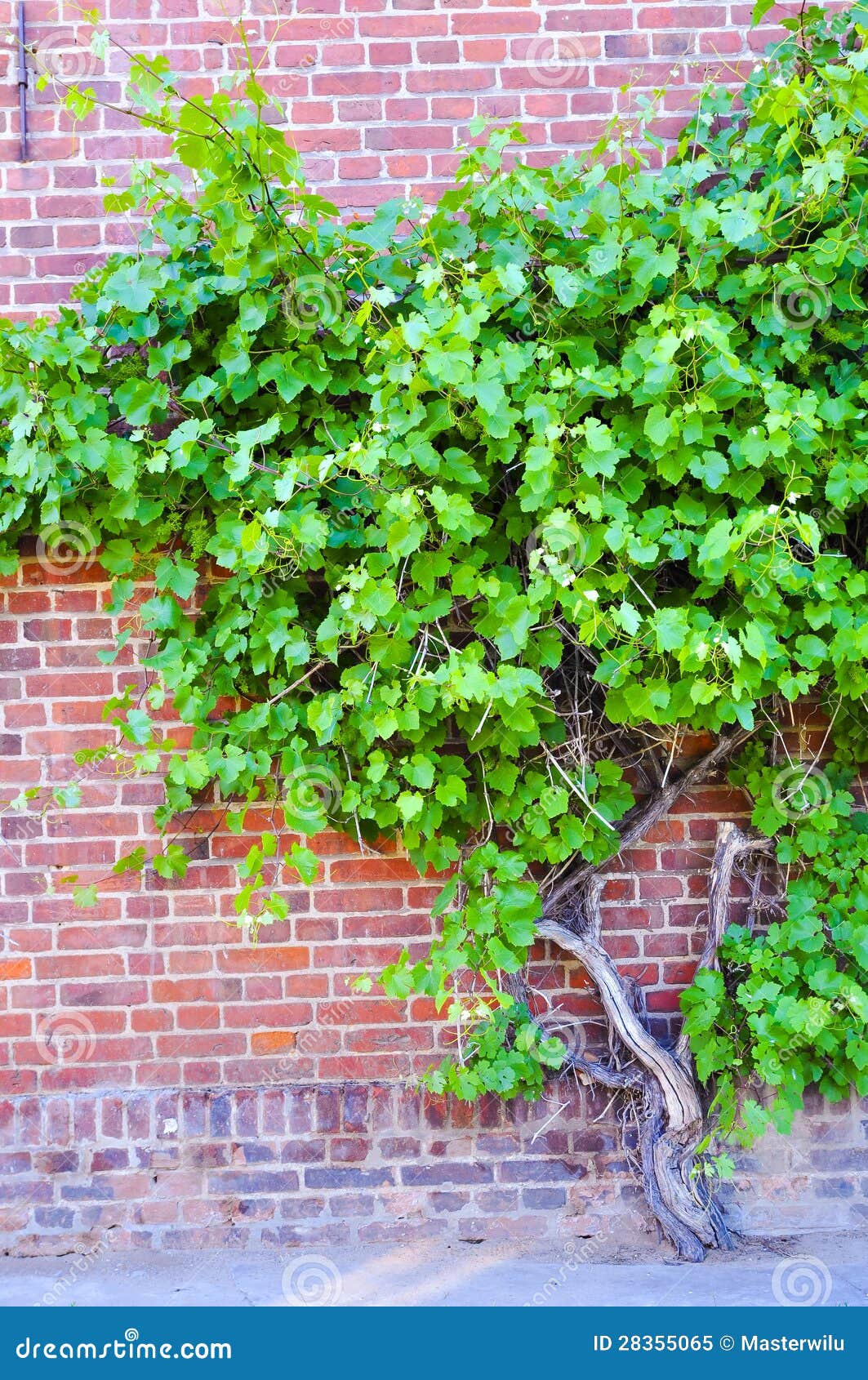 Grape wine on brick wall stock image. Image of bordeaux - 28355065