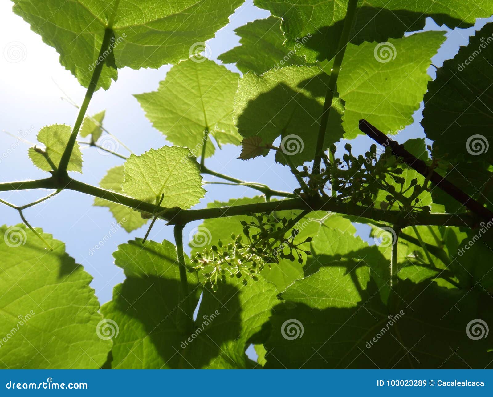 Grapevine Branches Stock Photos - Royalty Free Pictures