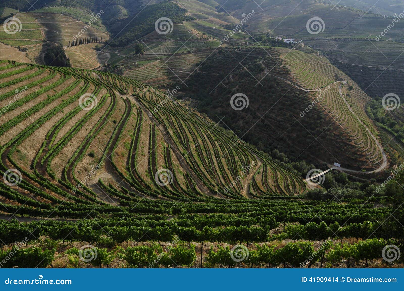 Grapefield Stock Photos - Free & Royalty-Free Stock Photos from Dreamstime