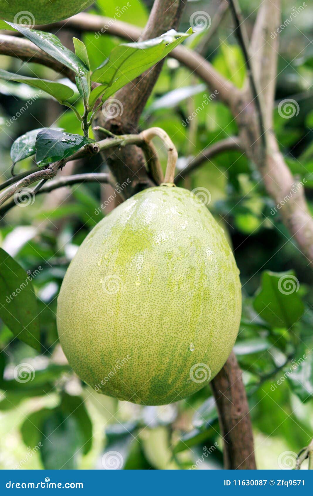 Grapefruit stock image. Image of garden, leaf, green - 11630087