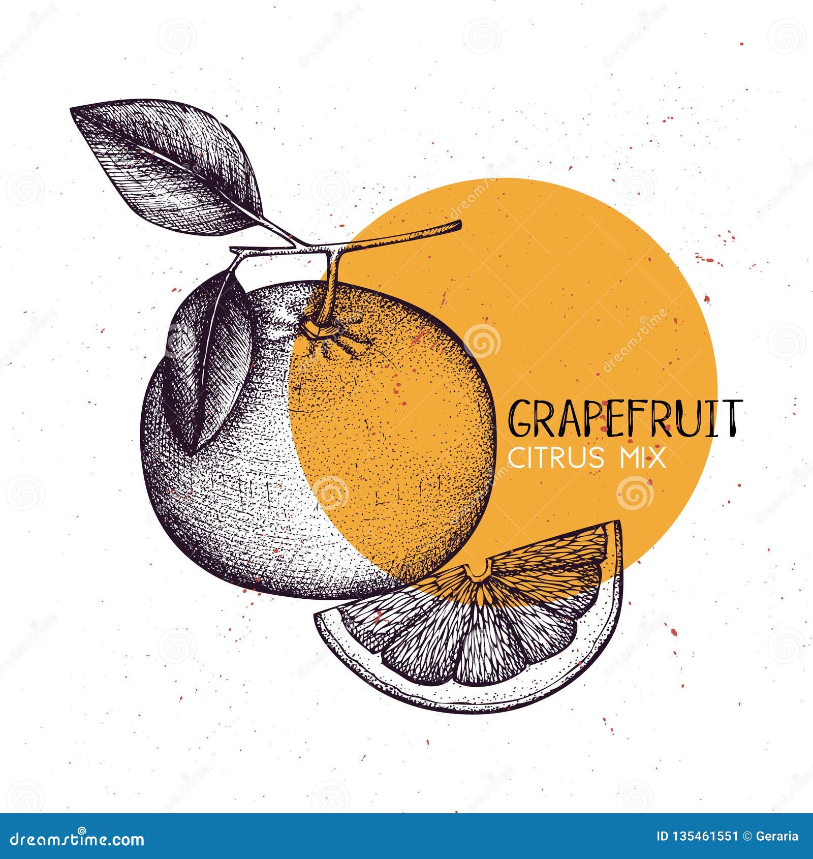 Pomelo Vector Illustration Isolated On White Background. Juicy Tropical ...