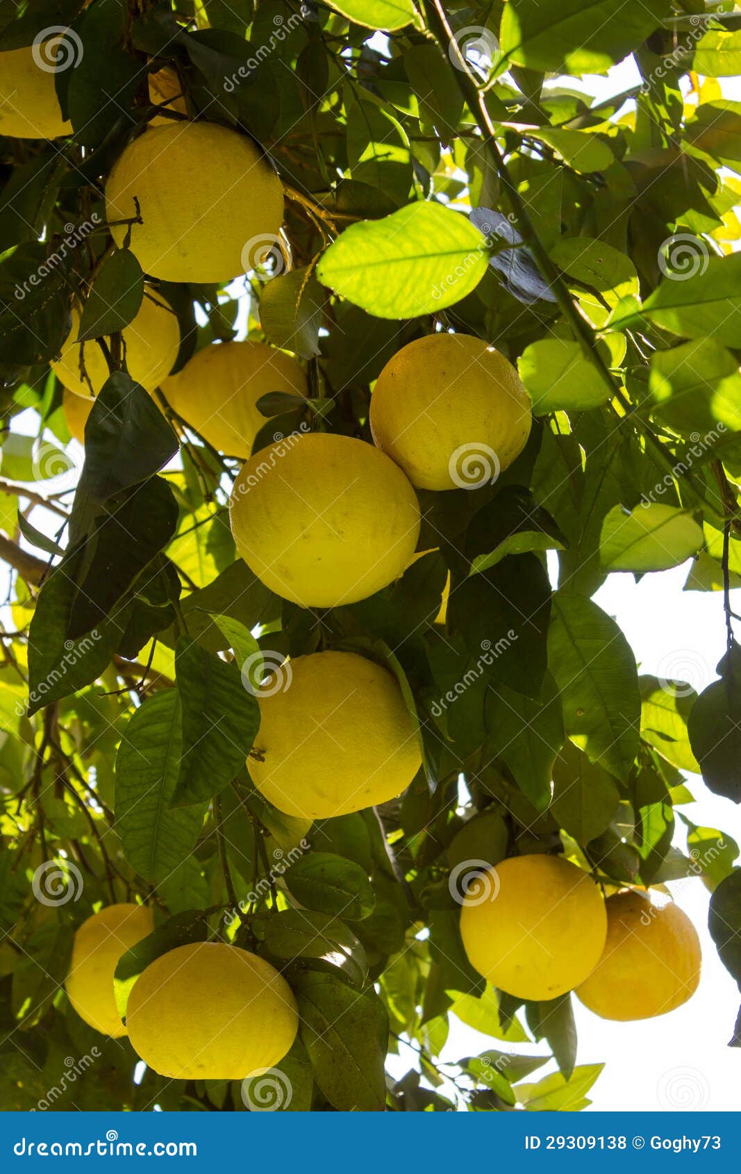 Grapefruit stock photo. Image of food, love, fruit, evergreen - 29309138