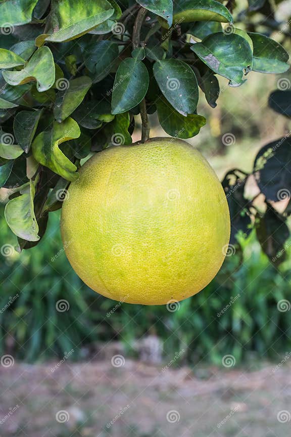 Grapefruit on a branch stock image. Image of macro, agricultural - 66712263