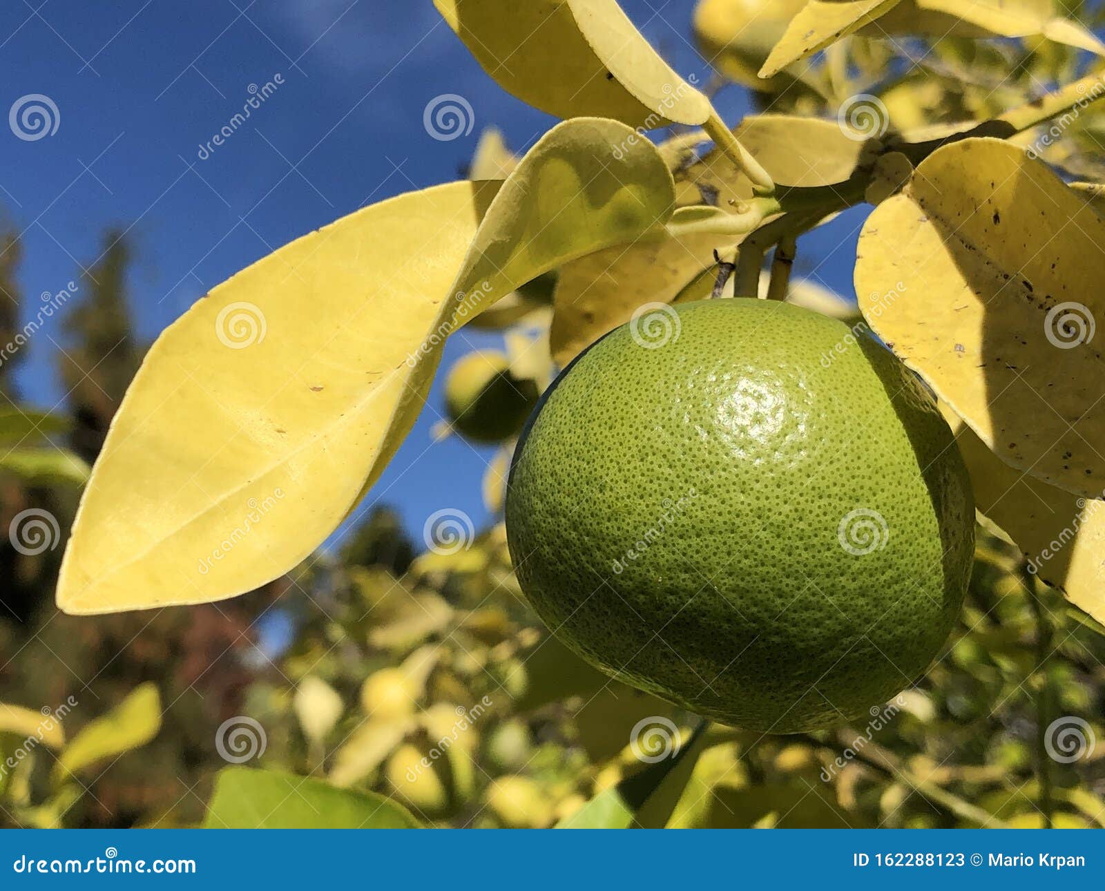 The Grapefruit Citrus Paradisi Adamsapfel Oder Paradiesapfel Stock ...