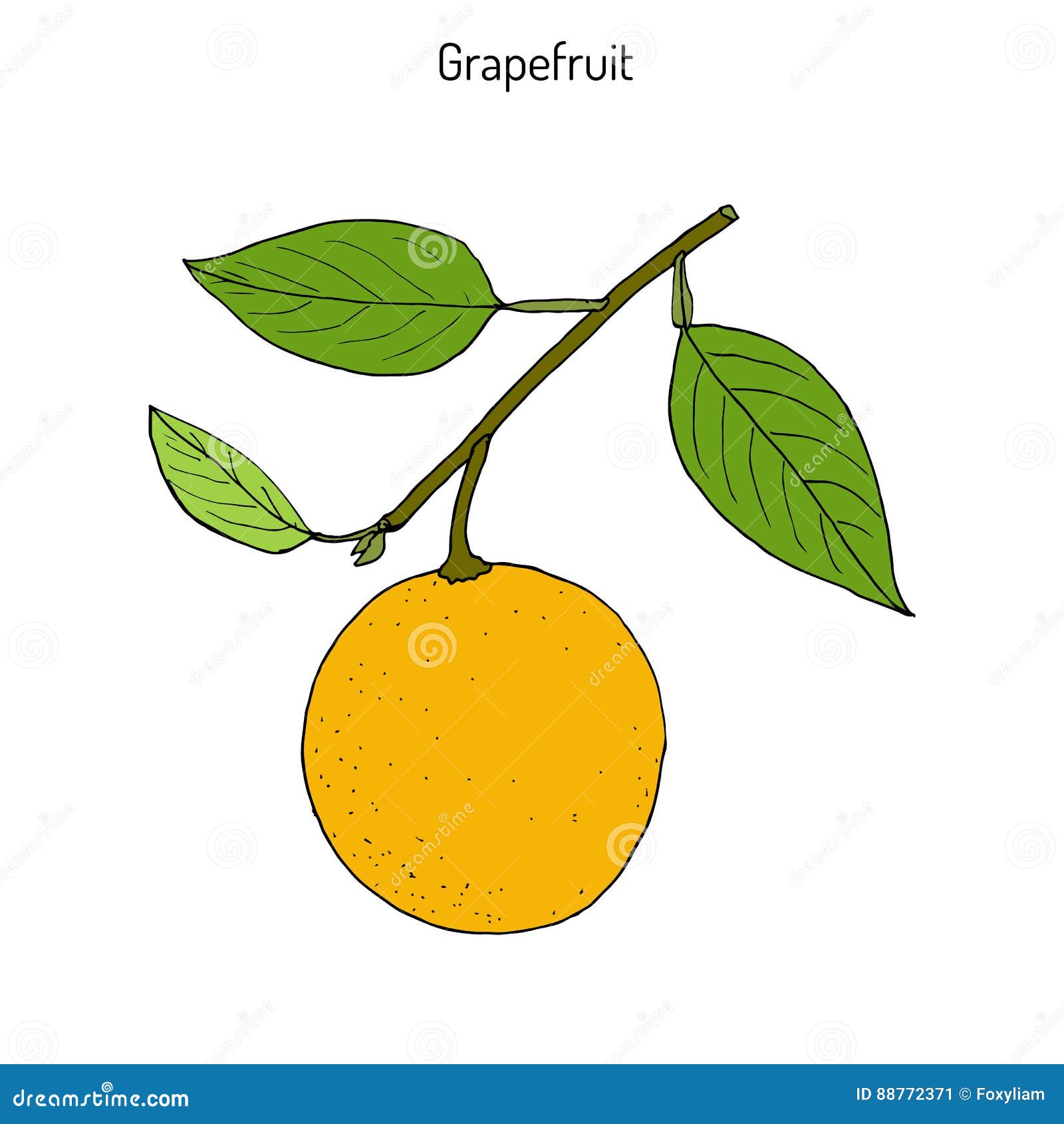 Grapefruit Citrus Paradisi , Subtropical Citrus Tree Stock Vector ...