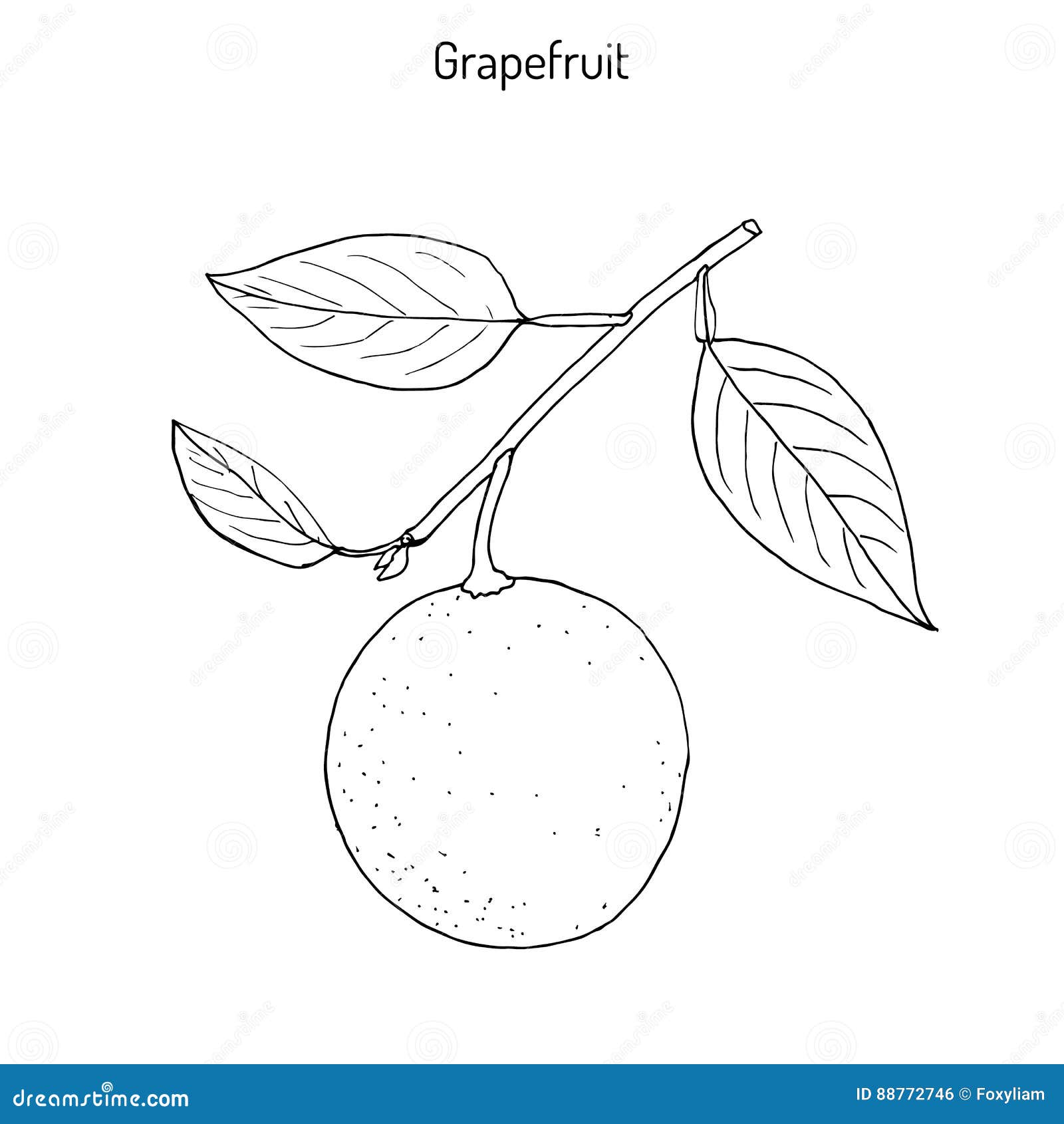 Grapefruit Citrus Paradisi , Subtropical Citrus Tree Stock Vector ...