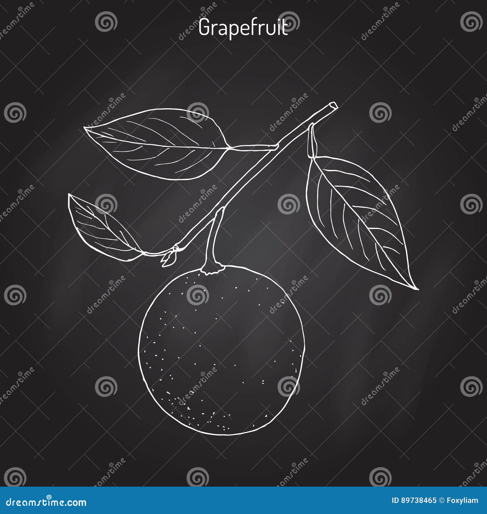 Grapefruit Citrus Paradisi , Subtropical Citrus Tree Stock Vector ...