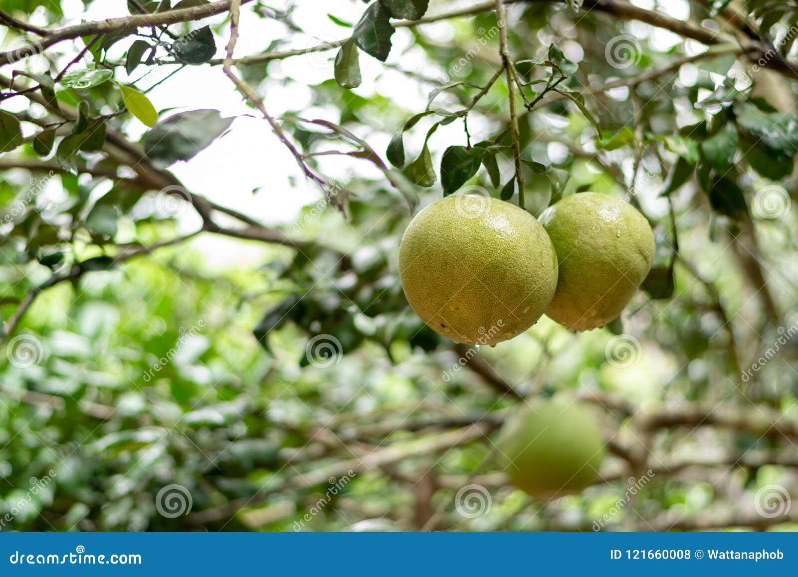 Pomelo or grapefruit stock photo. Image of farm, plantation - 121660008