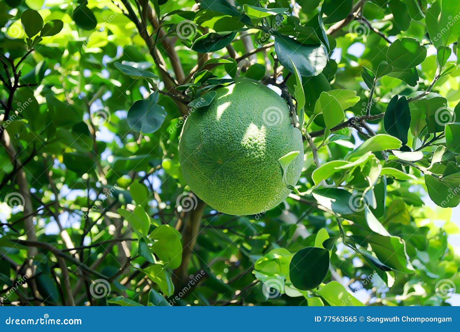 Grapefruit, Green Balls on the Big Tree Stock Image - Image of leaf ...