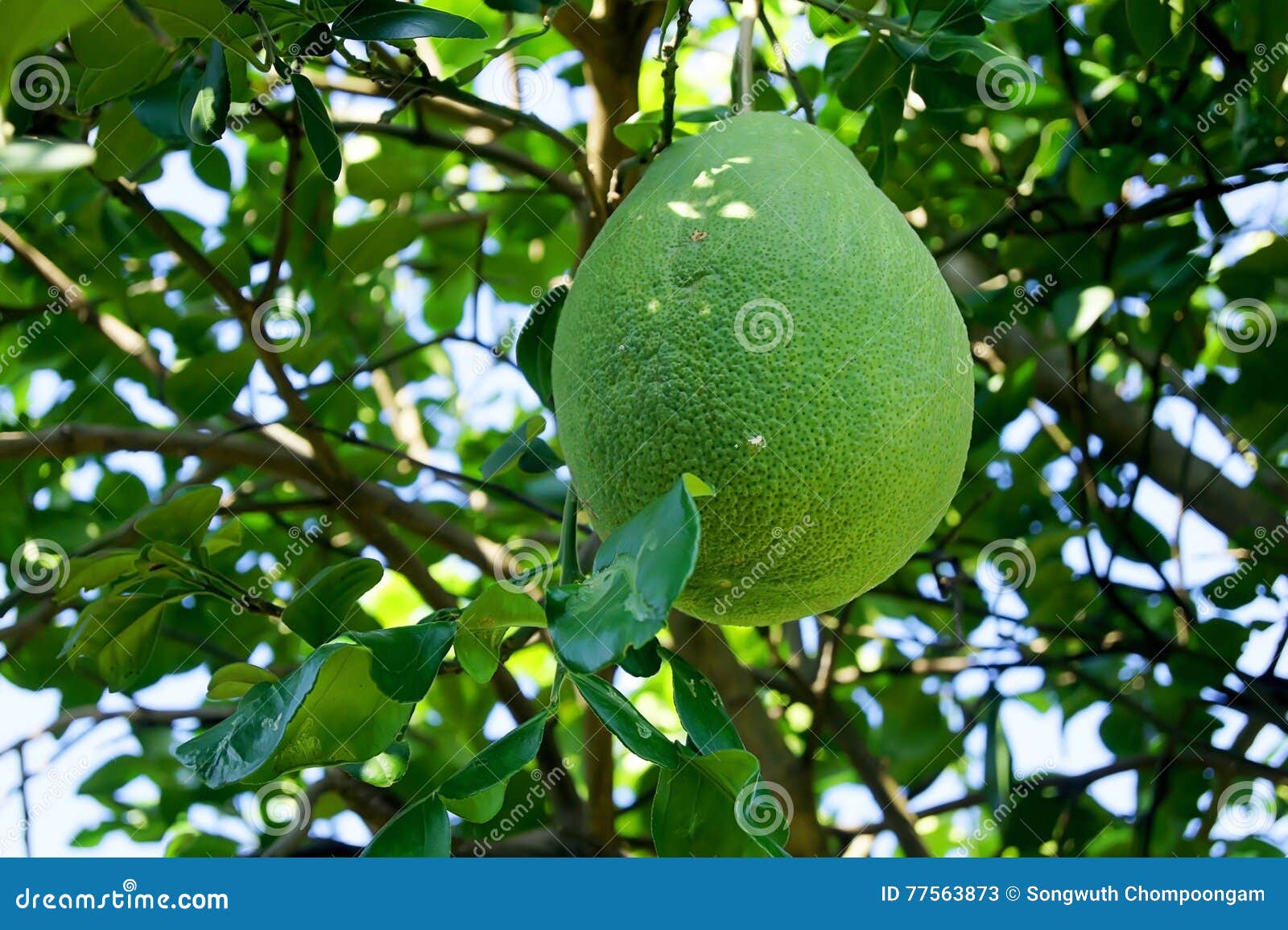 Grapefruit, Green Balls on the Big Tree Stock Image - Image of juicy ...