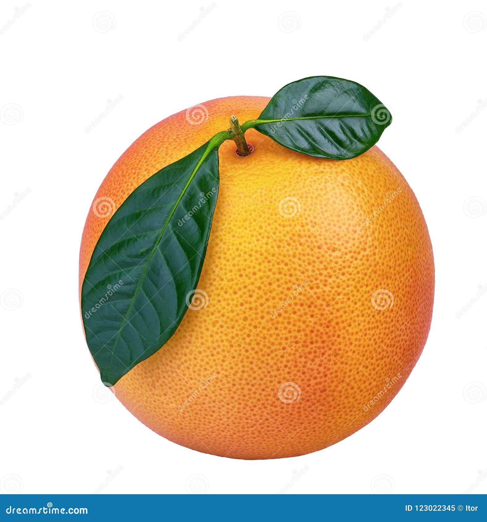 Single Grapefruit Isolated on a White Background .Top View Stock Image ...