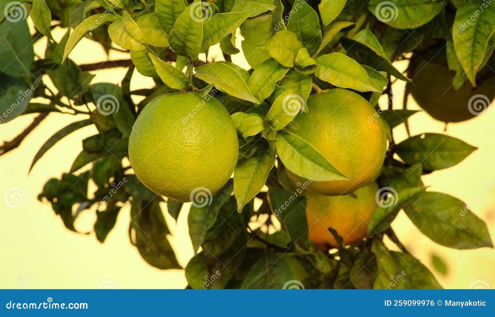 Grapefruit Growing on the Branch Stock Photo - Image of exotic, fresh ...
