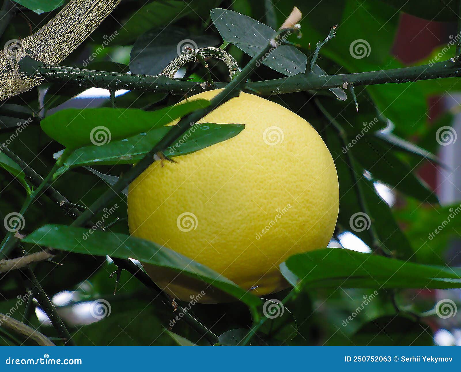 Big Yellow Grapefruit Hanging on a Branch Stock Image - Image of health ...